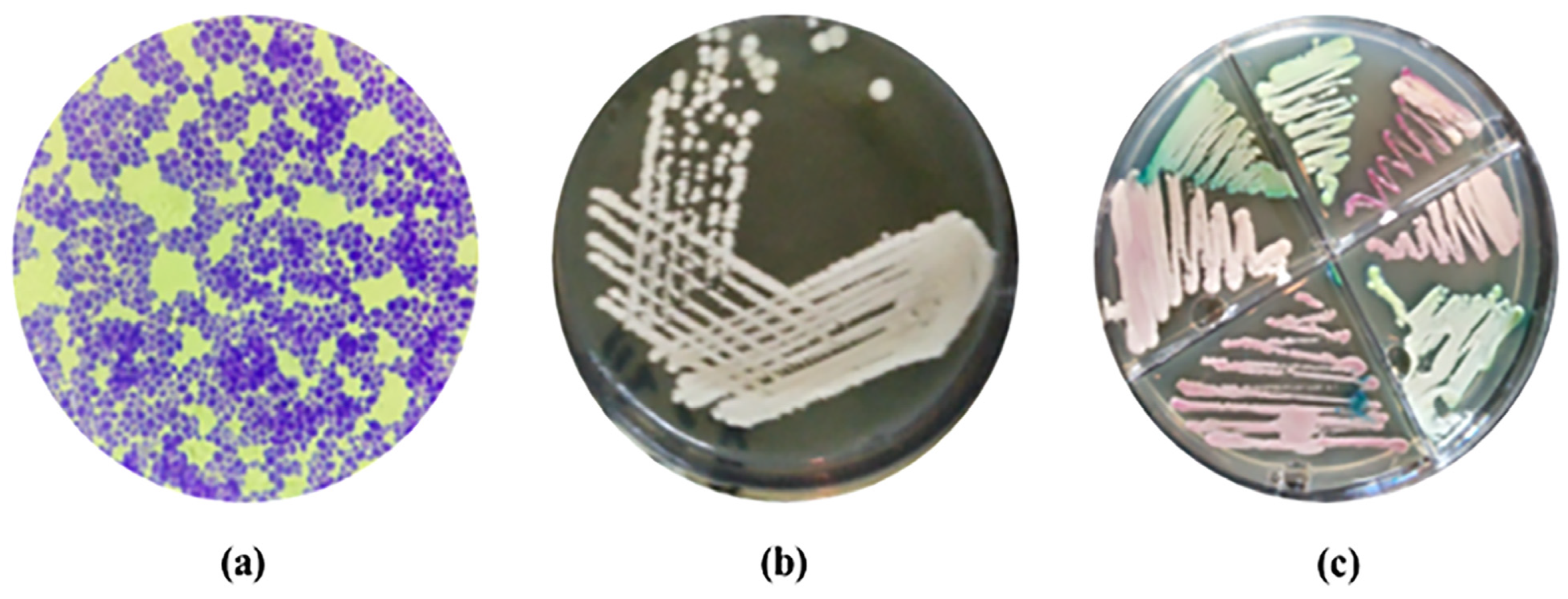 Biogenesis of Candida glabrata-Mediated Silver Nanoparticles ...