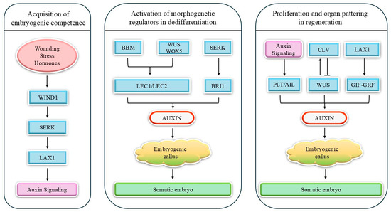 Molecular Regulators of In Vitro Regeneration in Wheat: Roles of ...