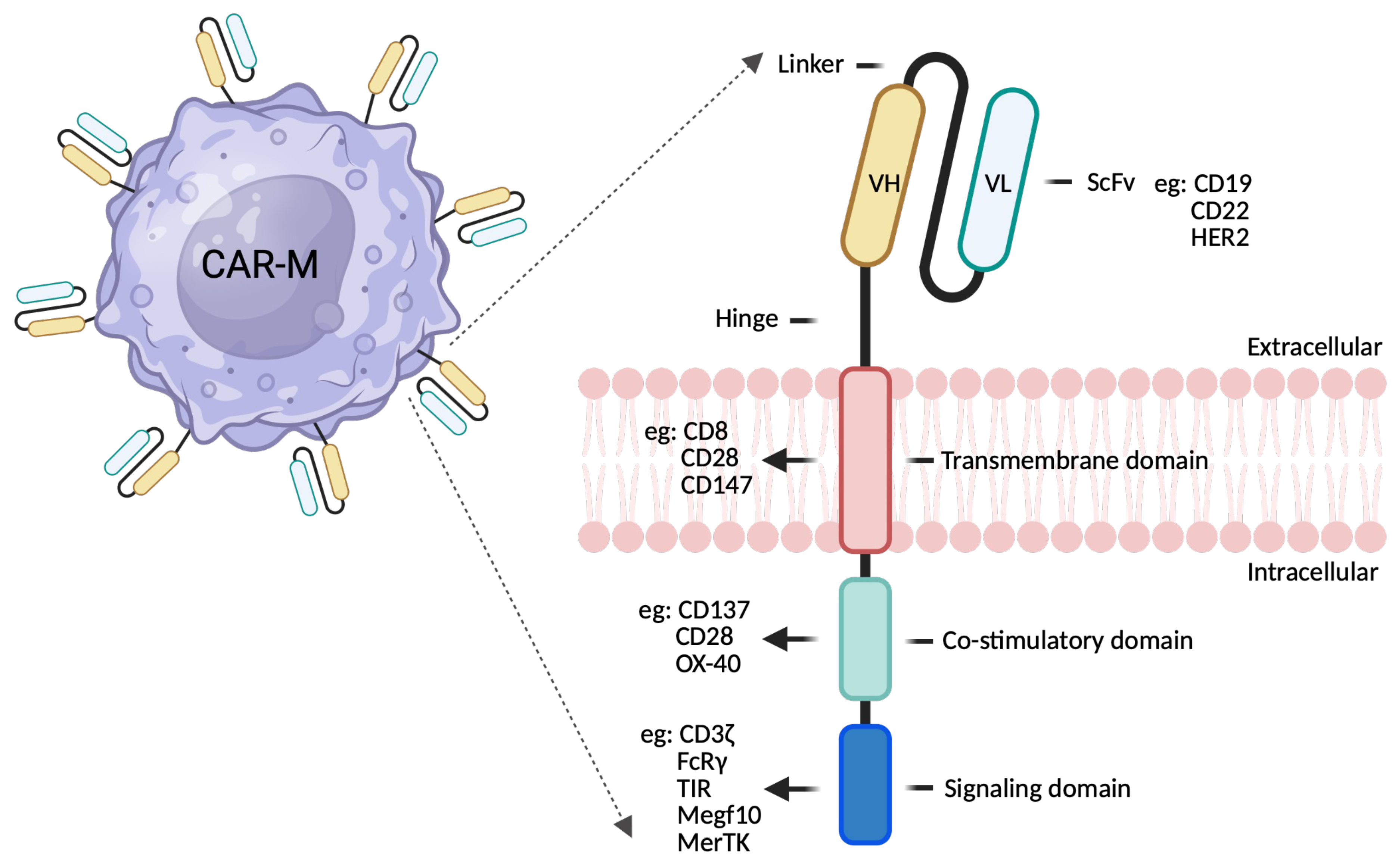 Targeting Macrophages in Immunotherapy: The Ascent of CAR-Macrophages