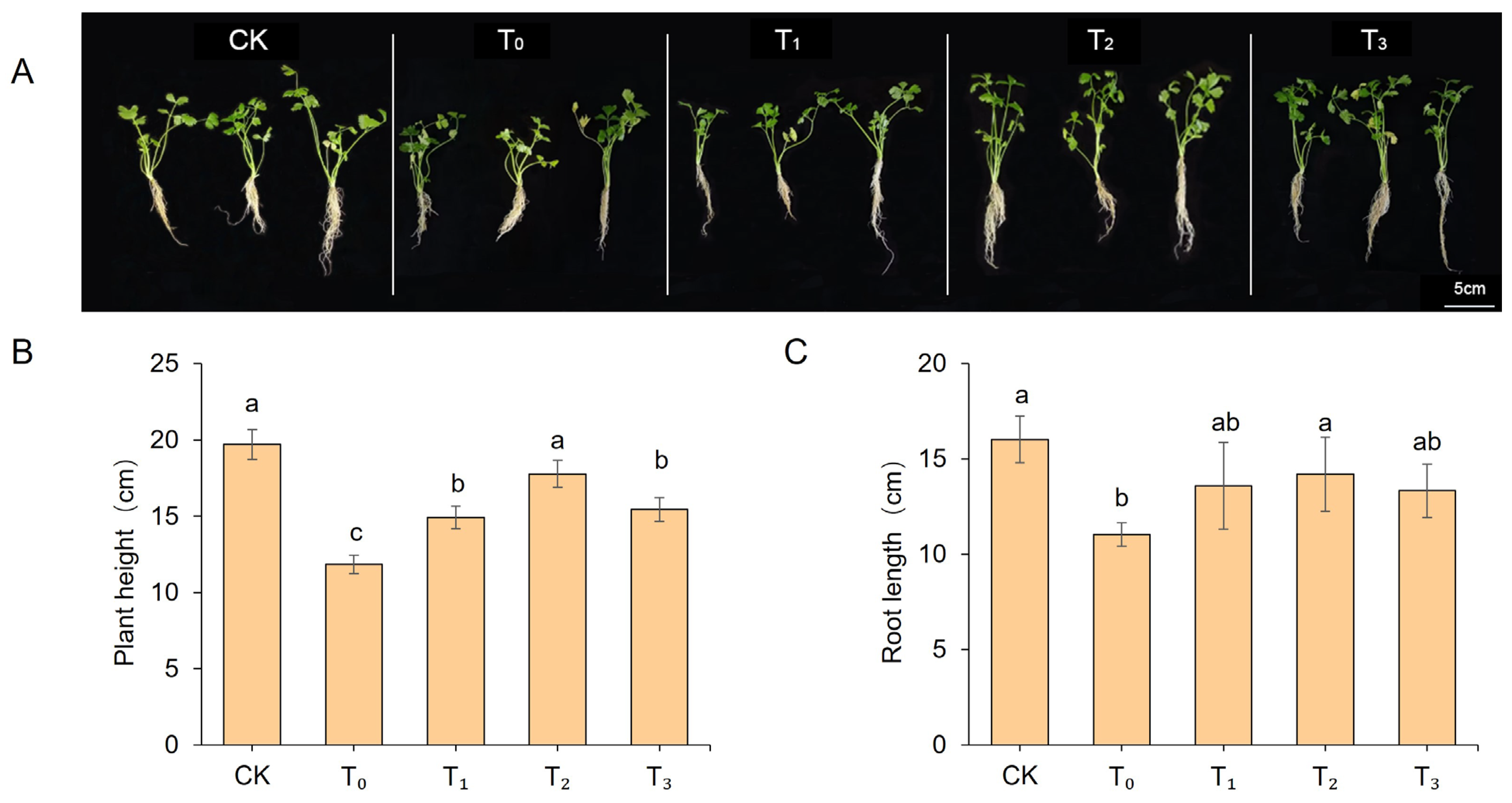 Exogenous Melatonin Enhances the Salt Tolerance of Celery (Apium ...