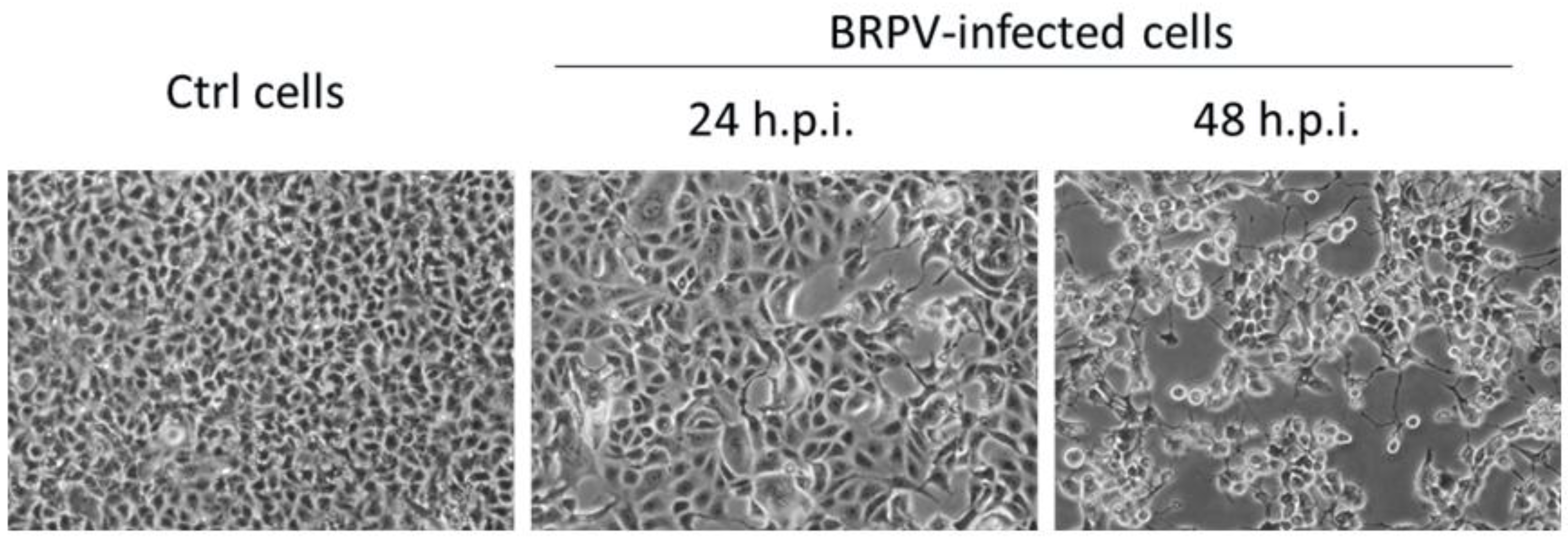 Real-Time and Nanoplate-Based Digital PCR Assays for the Detection and ...