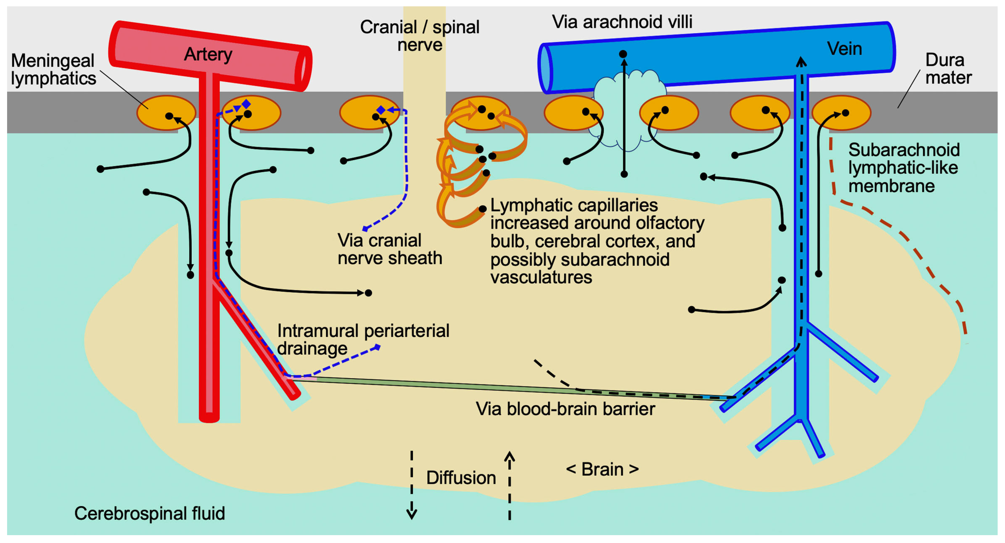 Possible Impact of Lymphatic Drainage on Brain Injury After Aneurysmal ...