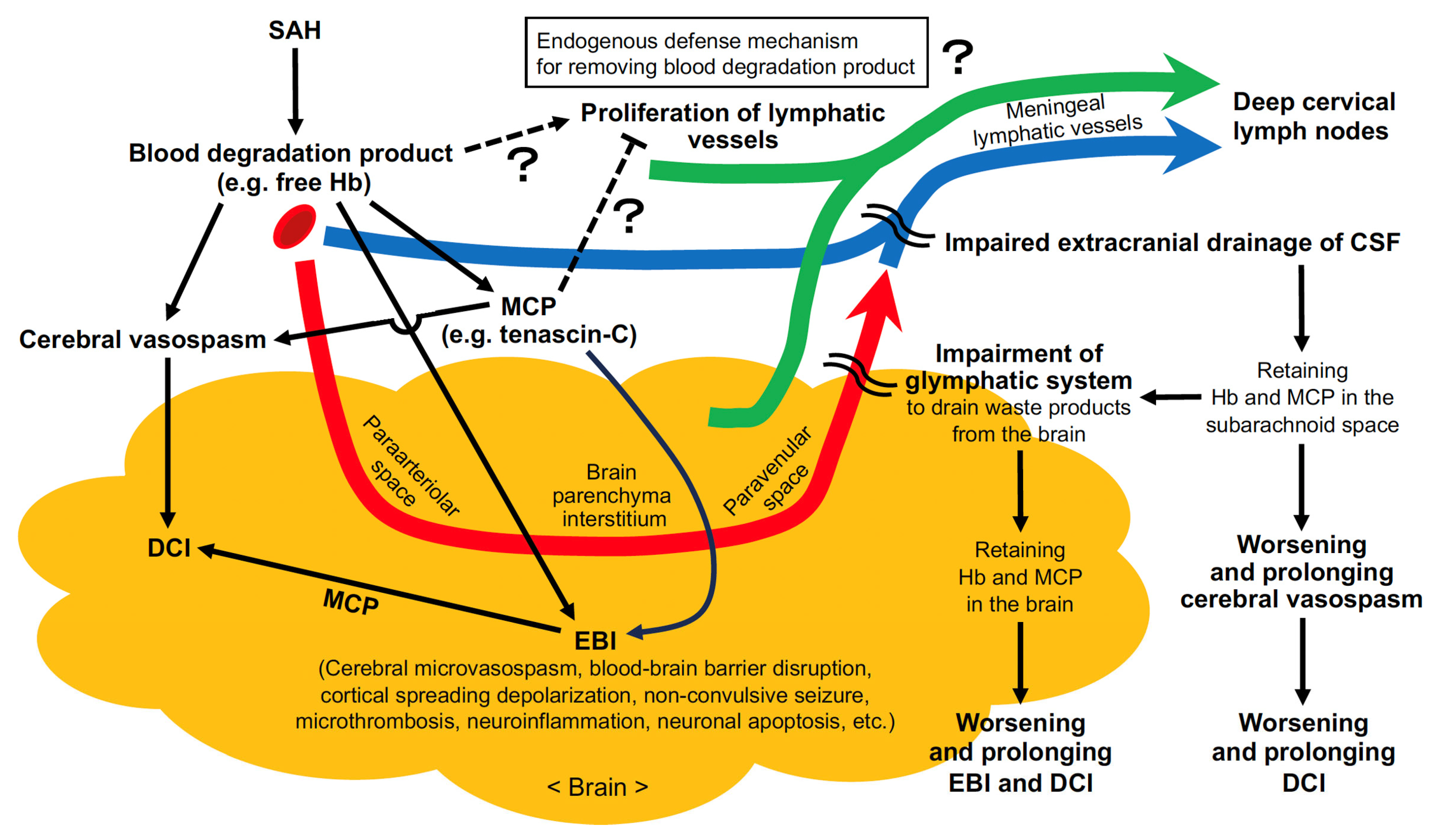 Possible Impact of Lymphatic Drainage on Brain Injury After Aneurysmal ...