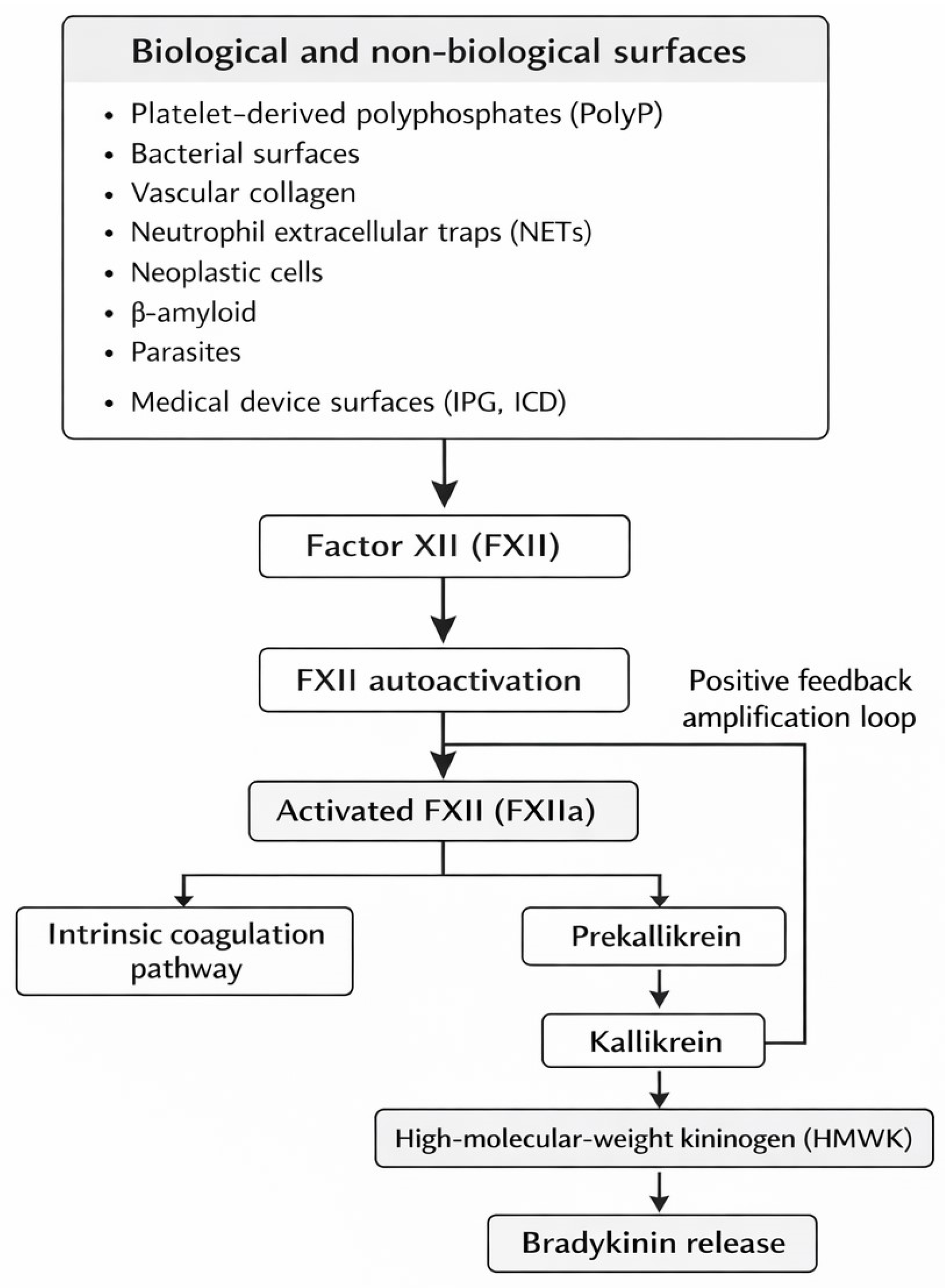 Factor XII—A New Therapeutic Target? A Systematic Review