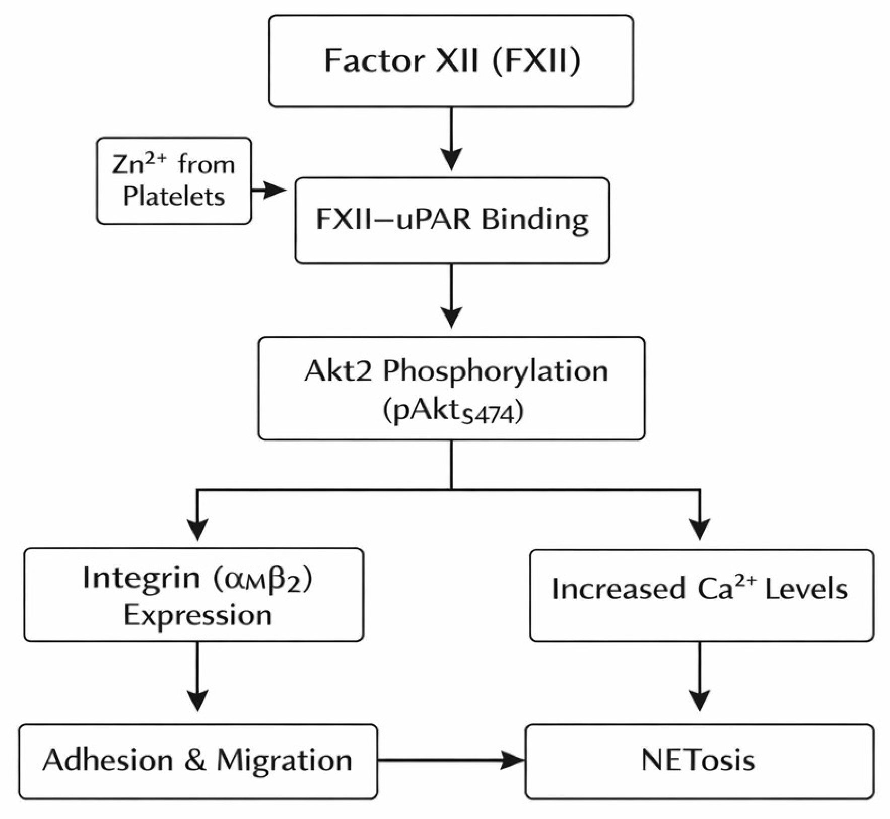 Factor XII—A New Therapeutic Target? A Systematic Review