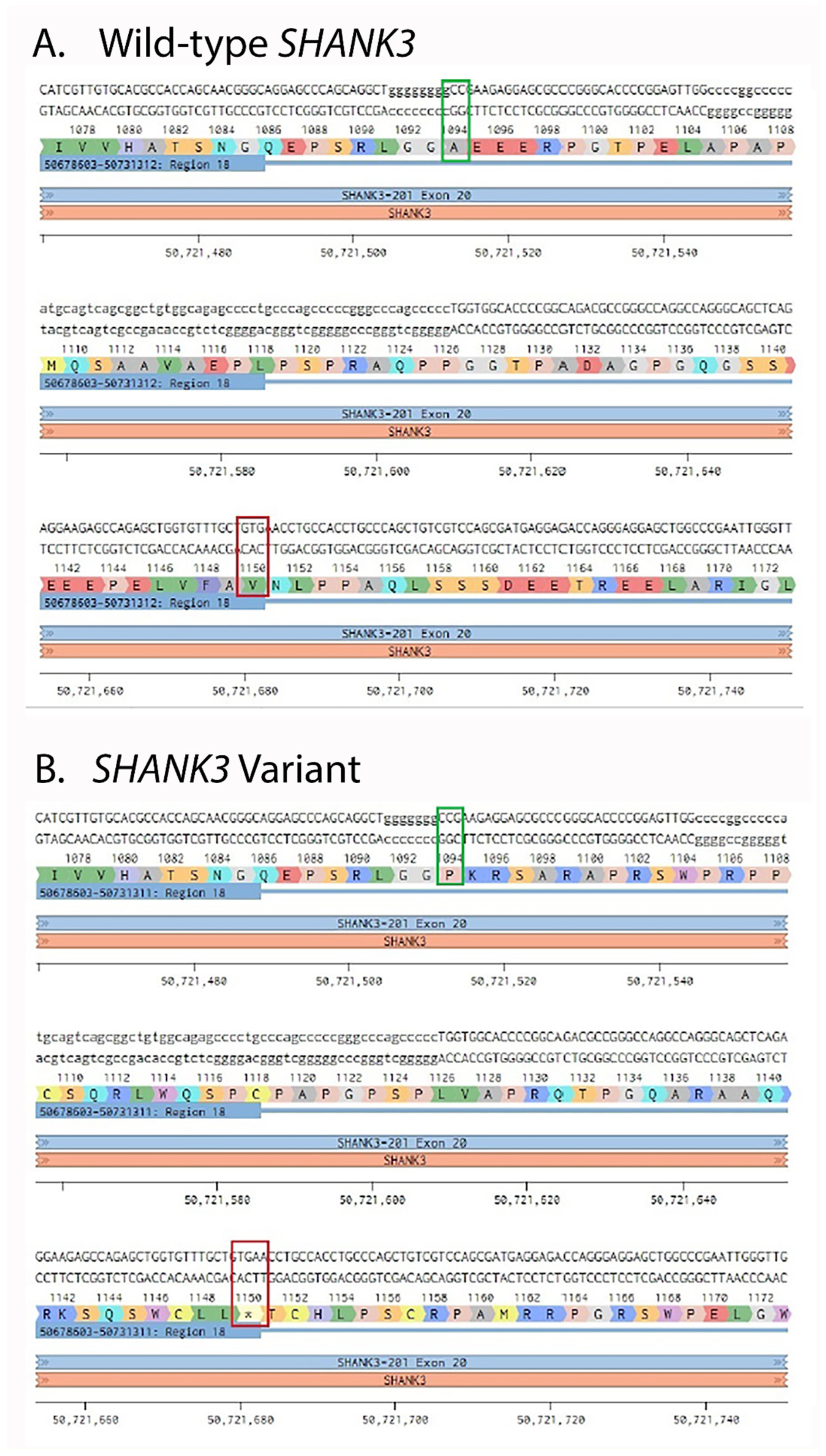 Neurophysiological Profiles in a Family with Multiple SHANK3-Related ...