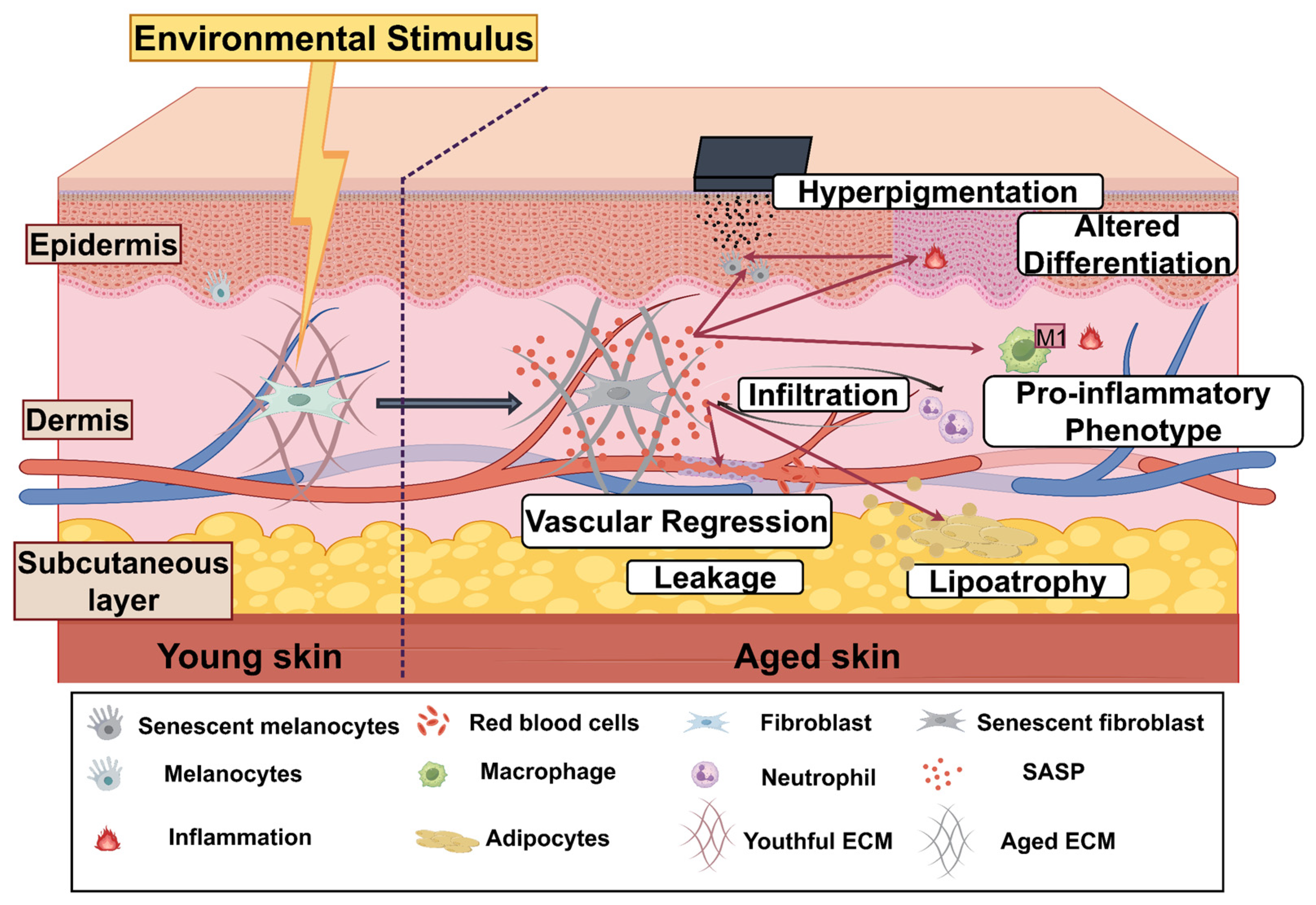 Dermal Fibroblast Senescence: The Central Hub of Skin Aging—From ...