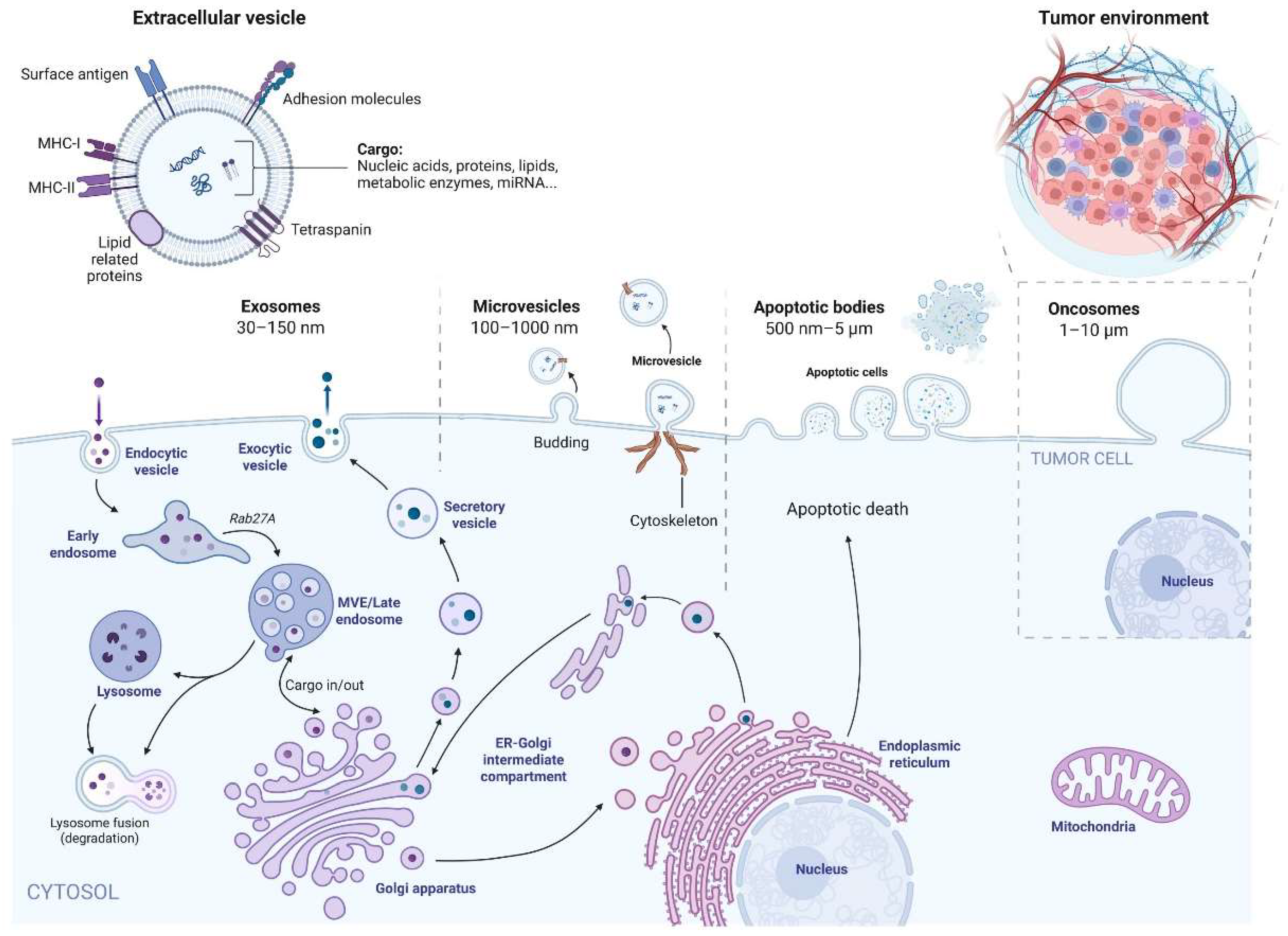 Therapeutic Potential of Extracellular Vesicles: From Biogenesis ...