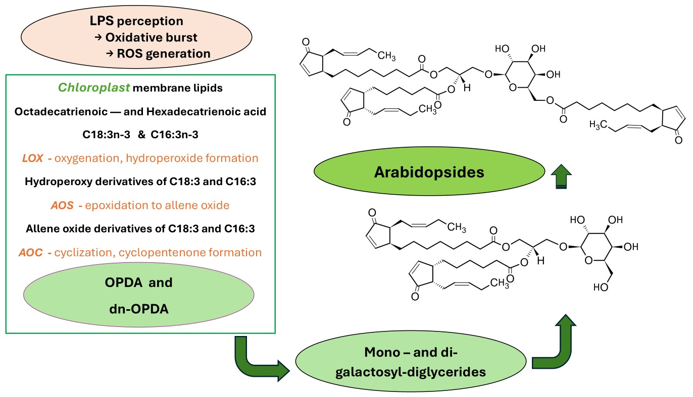 Arabidopsides as Signatory Biomarkers of the Arabidopsis thaliana ...