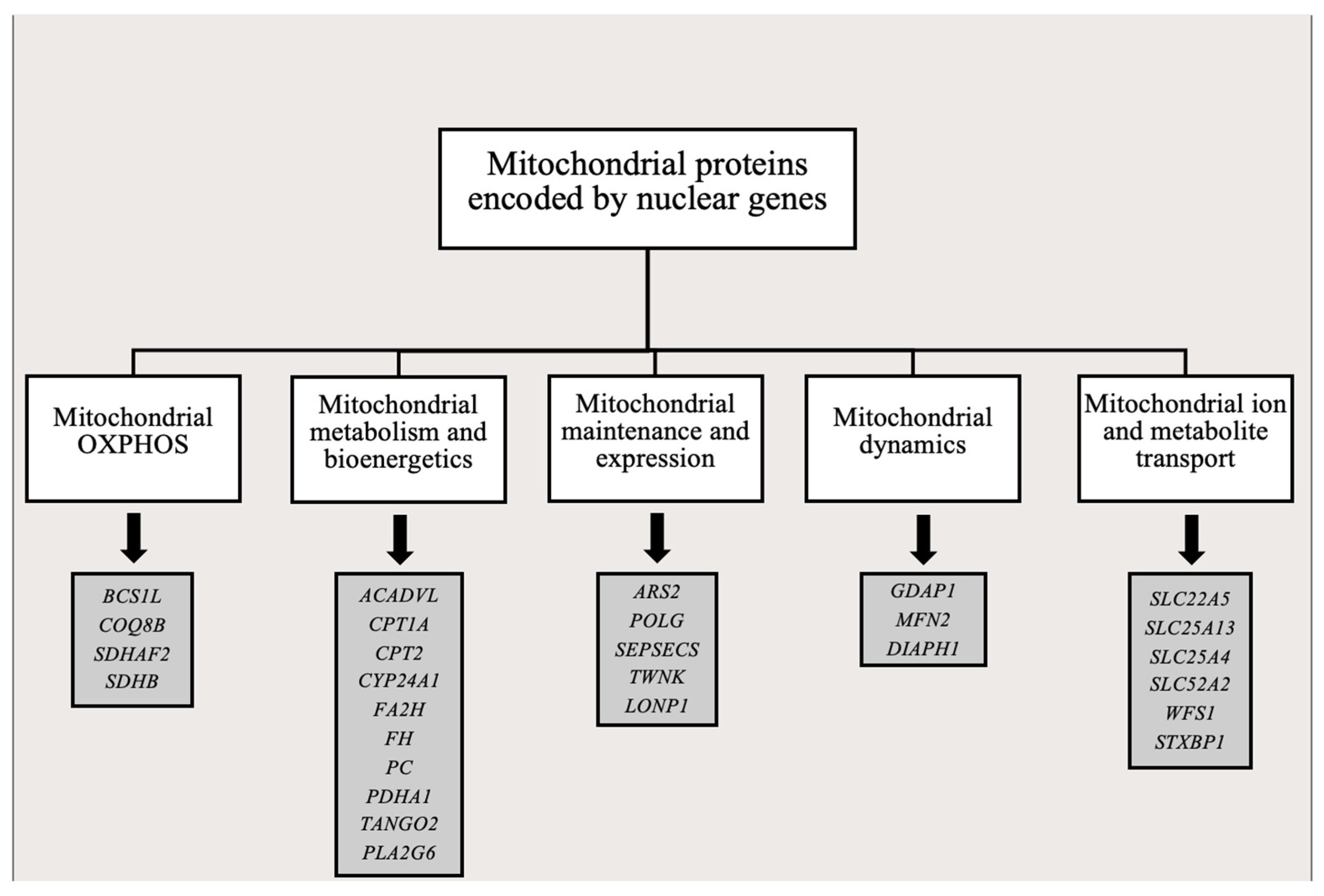 Somatic Mutations in Nuclear and Mitochondrial Genes of Mitochondrial ...