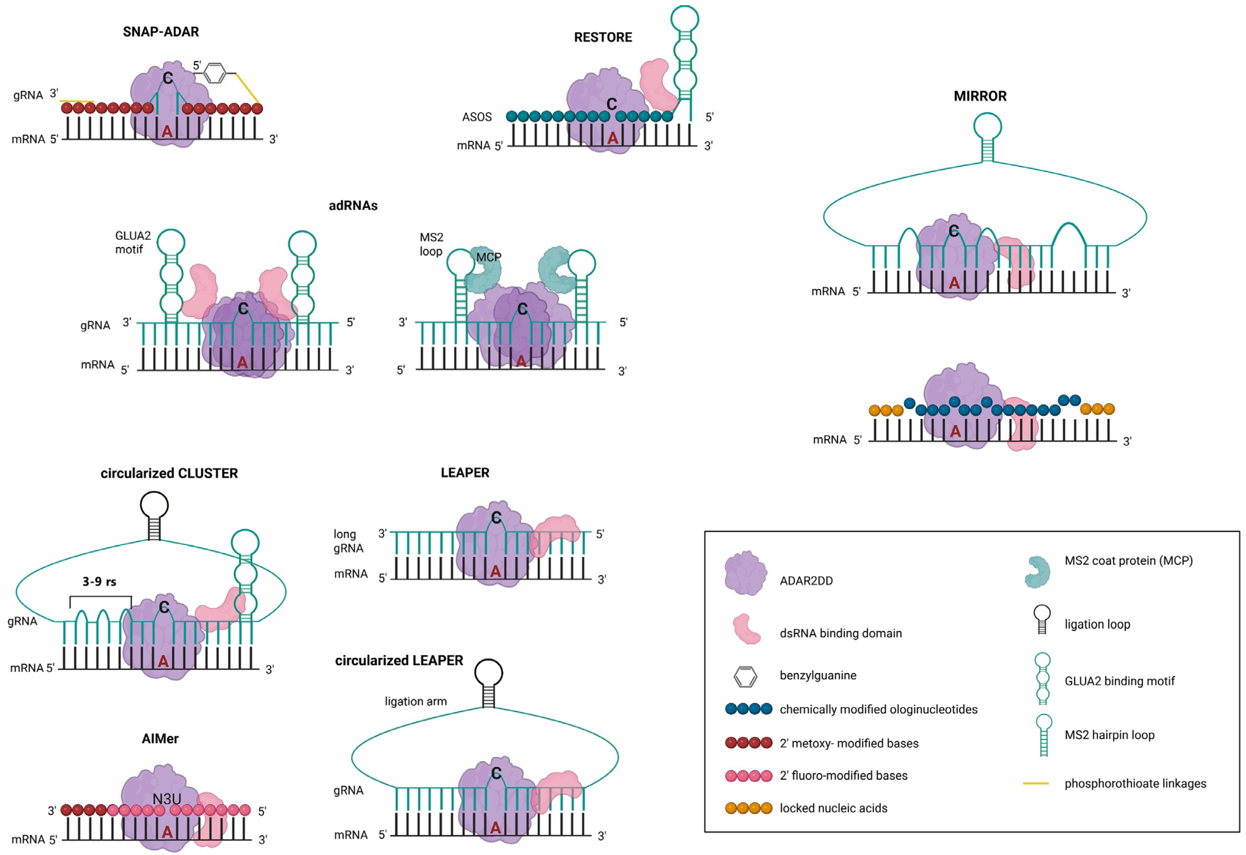 Evolution of Engineered ADAR-Based RNA Editing Systems