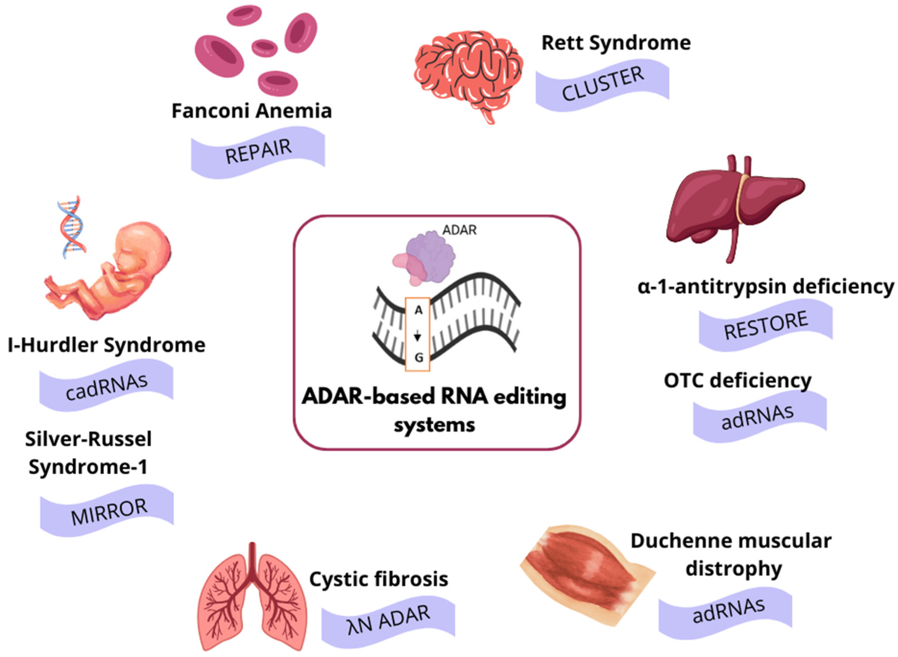 Evolution of Engineered ADAR-Based RNA Editing Systems