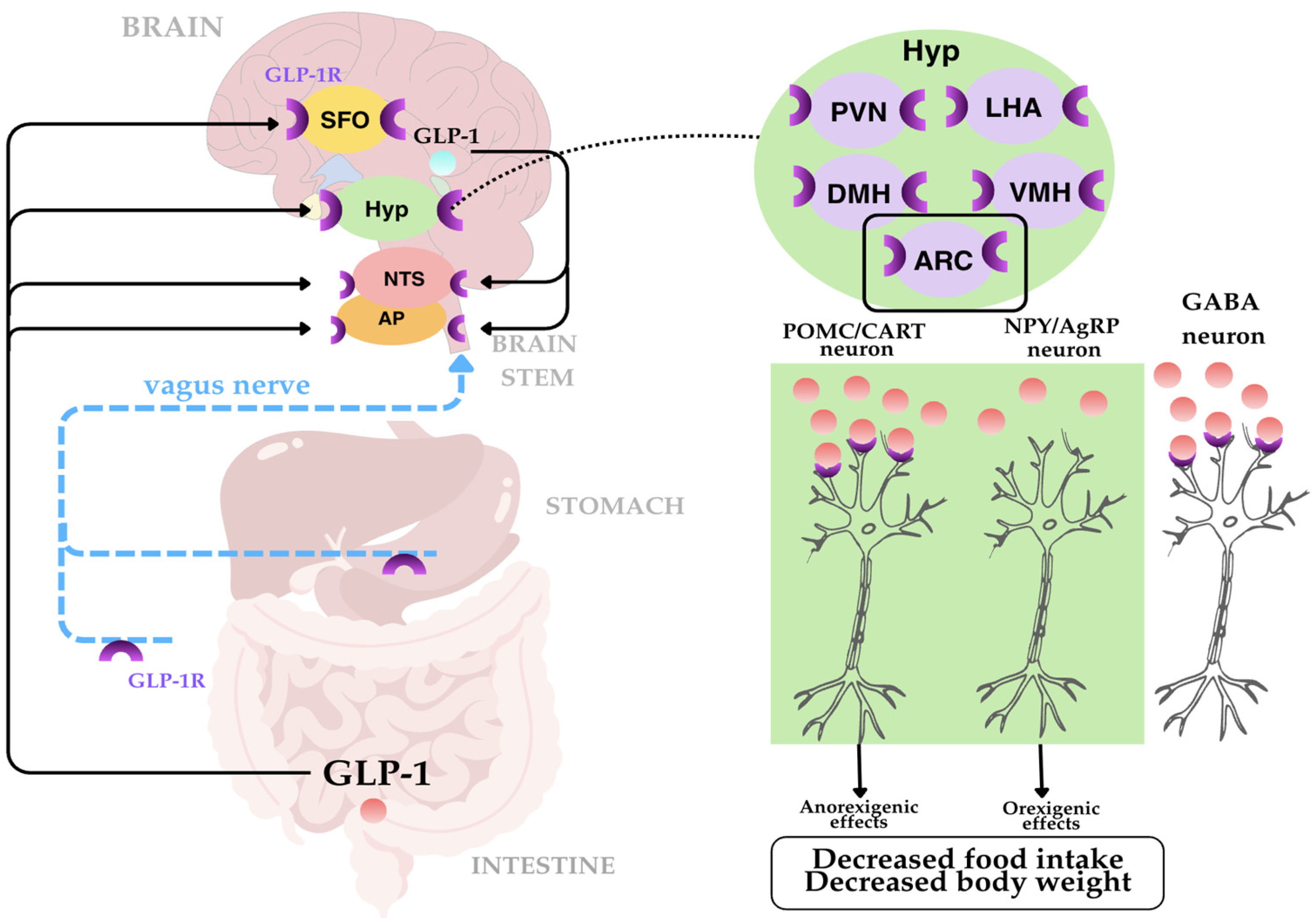 The Multifaceted Nature of GLP-1: Molecular Mechanisms and Signaling ...