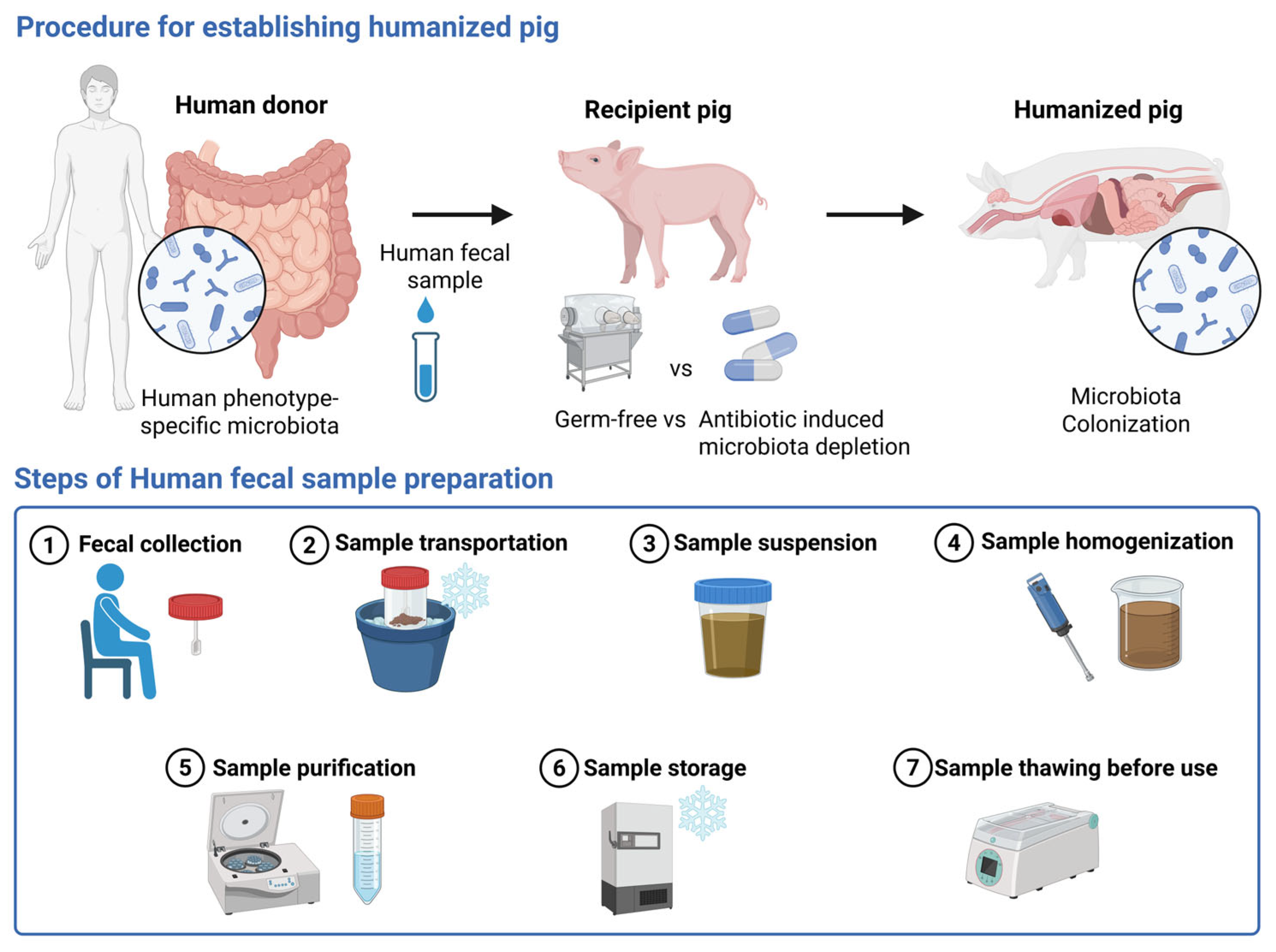 Human Microbiota-Associated Pig Models for Translational Microbiome ...