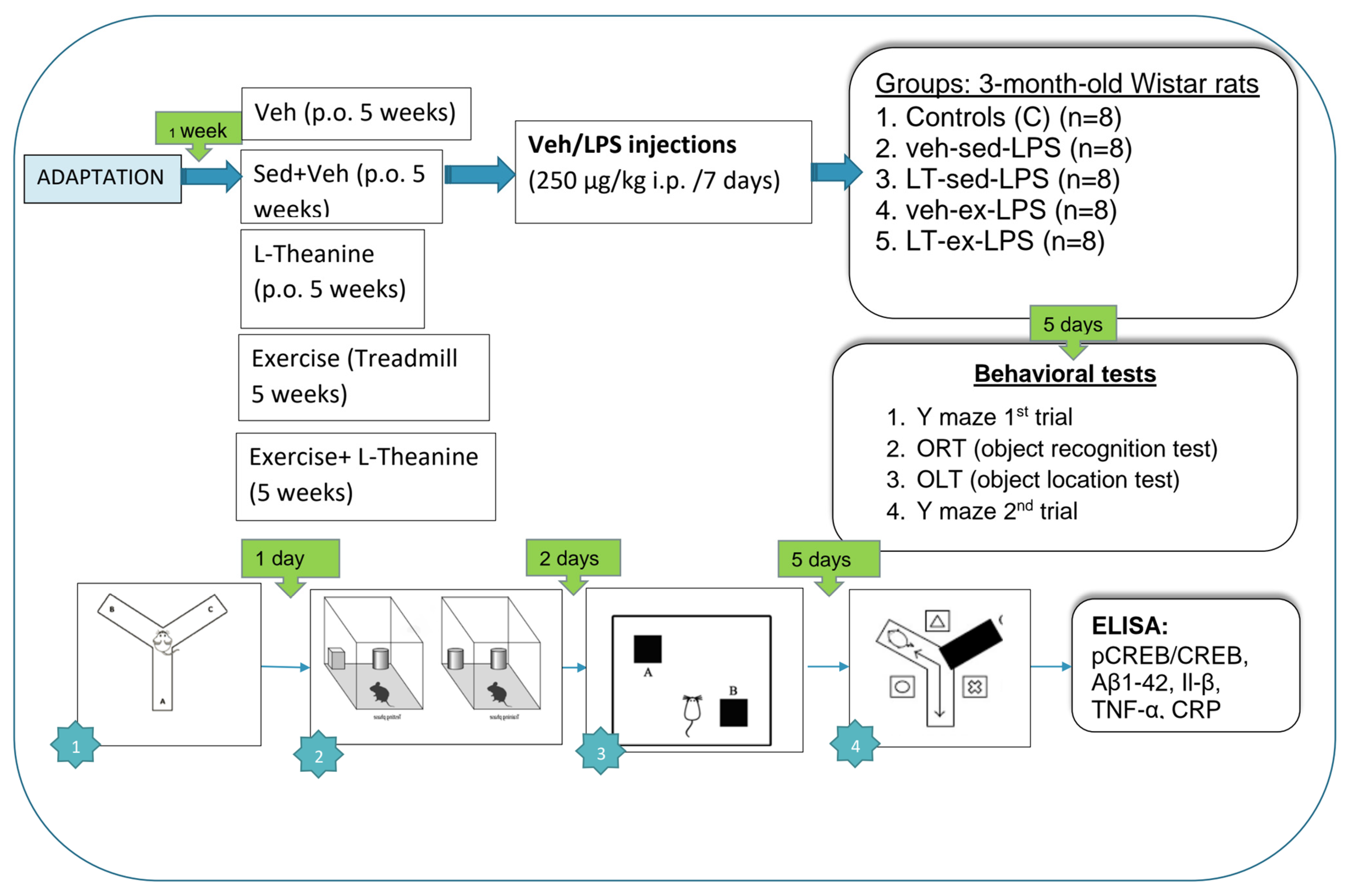 Combined and Separate Pretreatments with L-Theanine and Aerobic ...