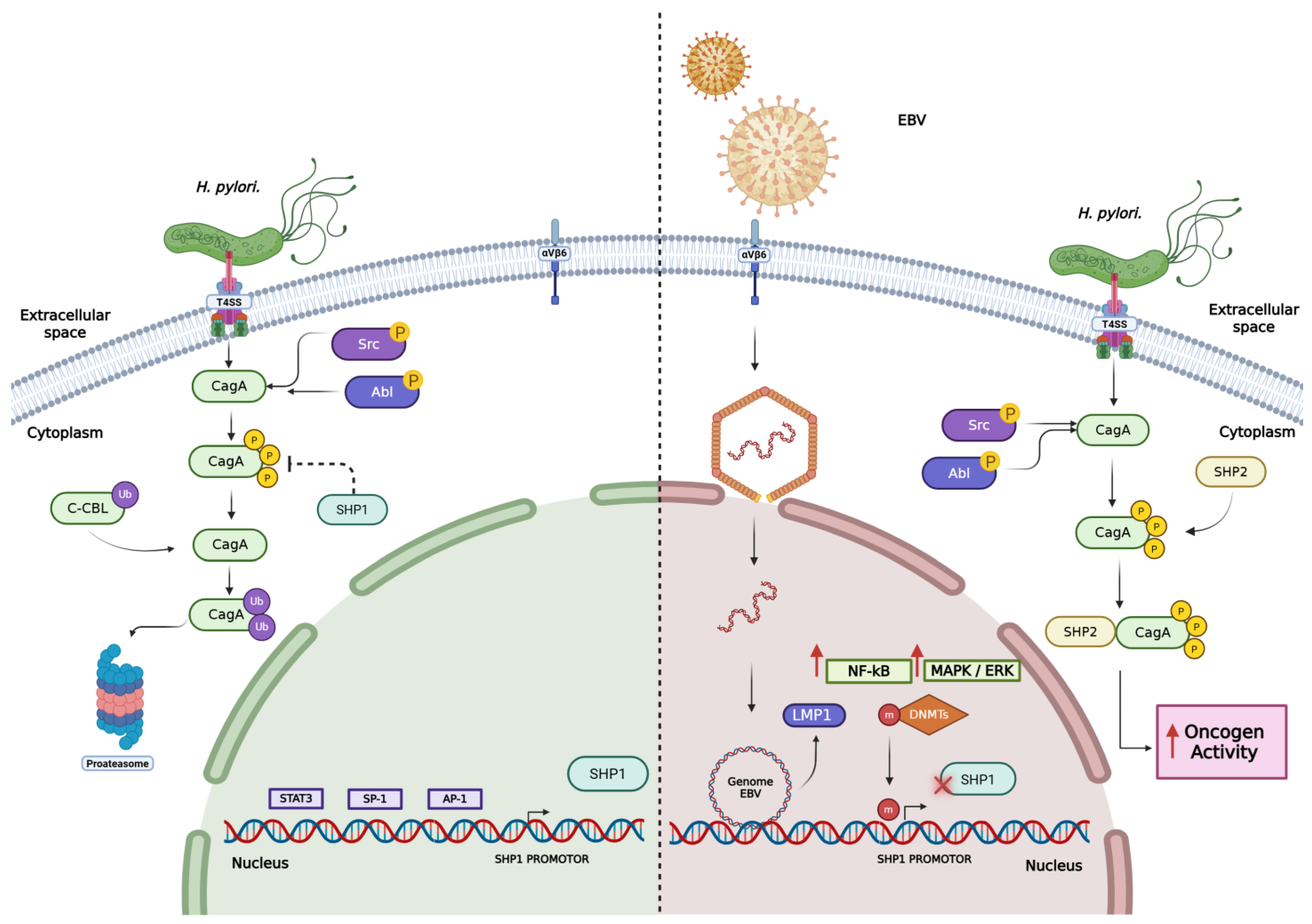 Genotoxic Bacteria and Oncogenic Viruses in Colorectal Cancer: Evidence ...