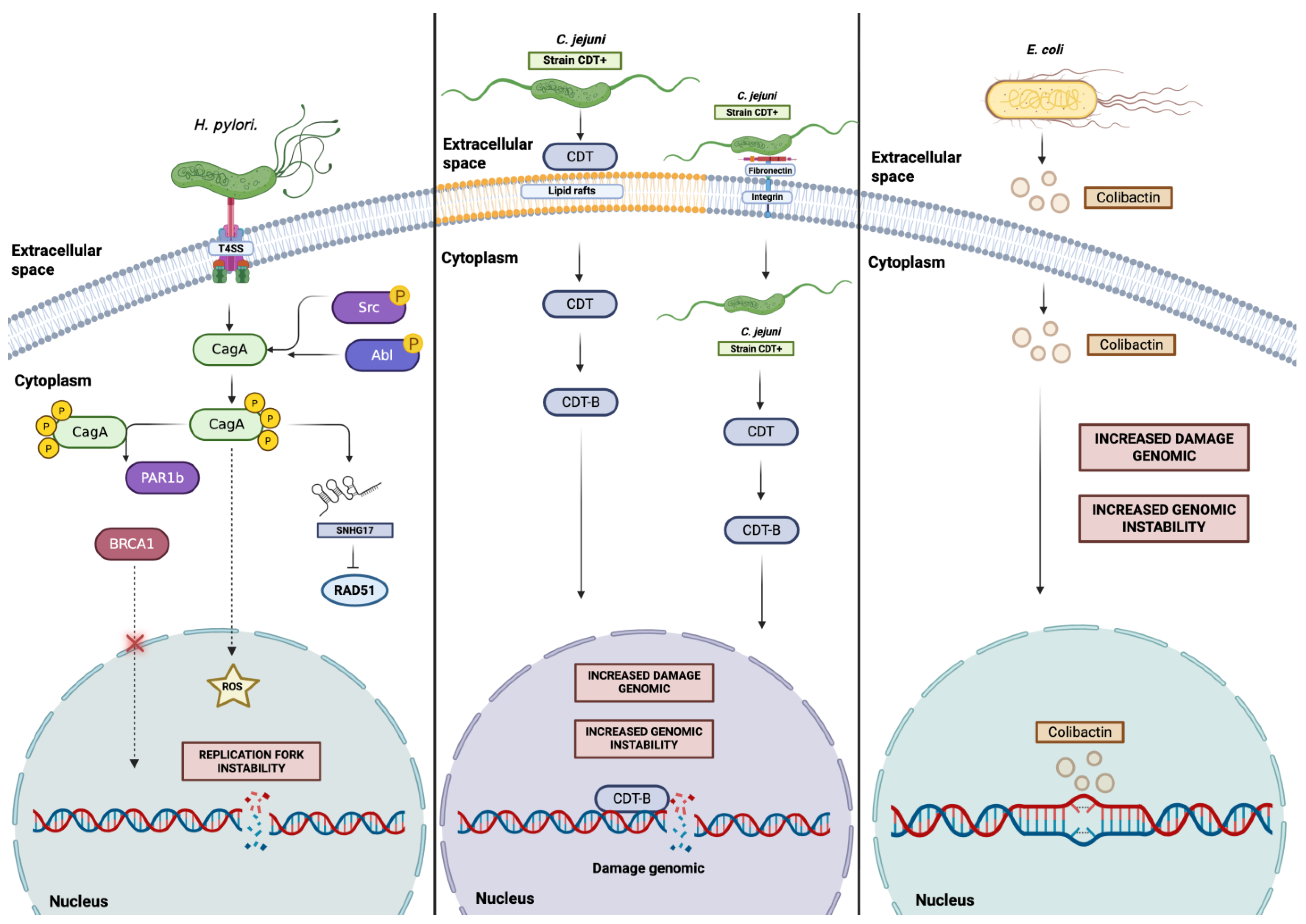 Genotoxic Bacteria and Oncogenic Viruses in Colorectal Cancer: Evidence ...