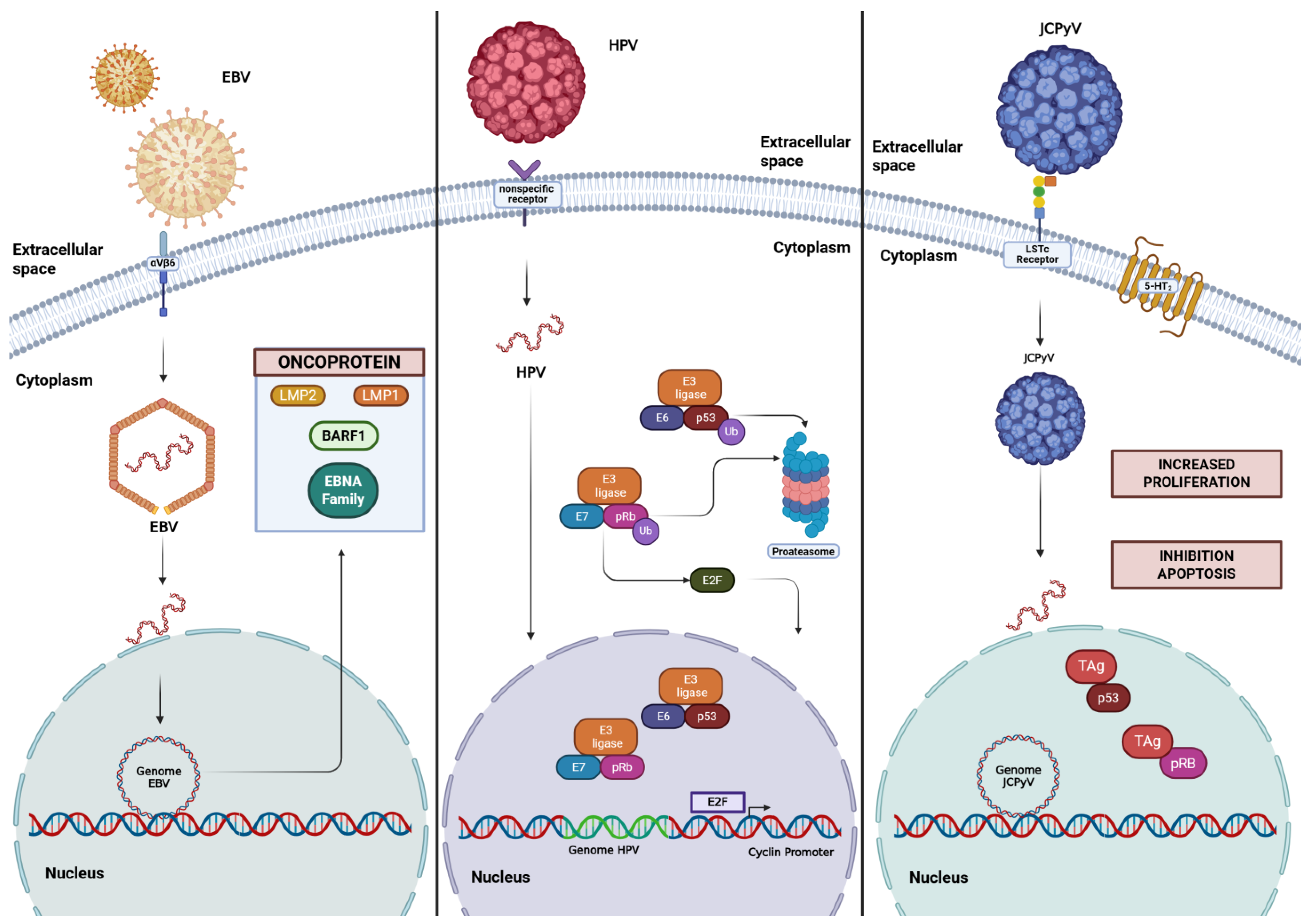Genotoxic Bacteria and Oncogenic Viruses in Colorectal Cancer: Evidence ...