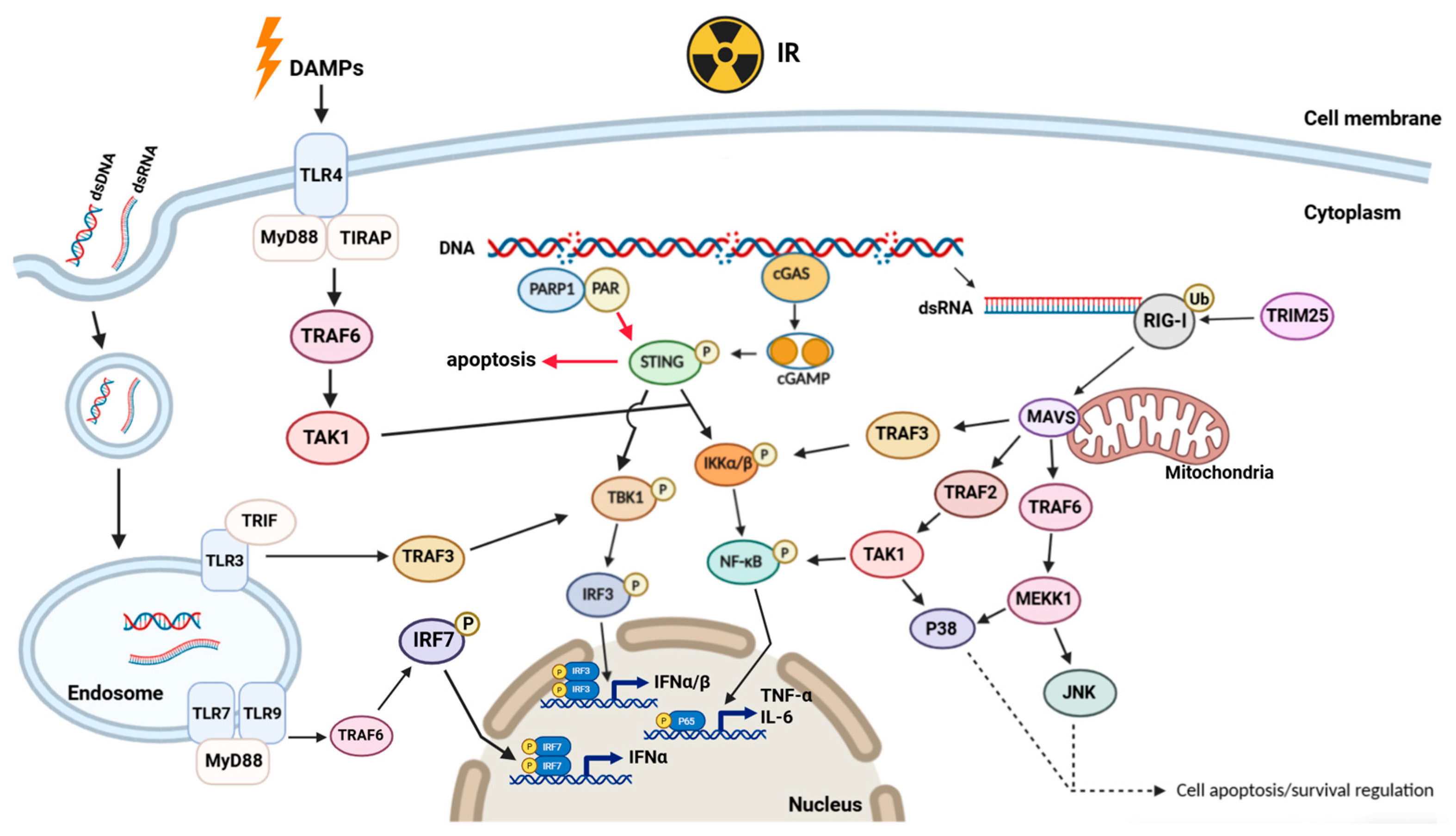 Radiation-Induced Immune Modulation and Inflammatory Responses in Human ...
