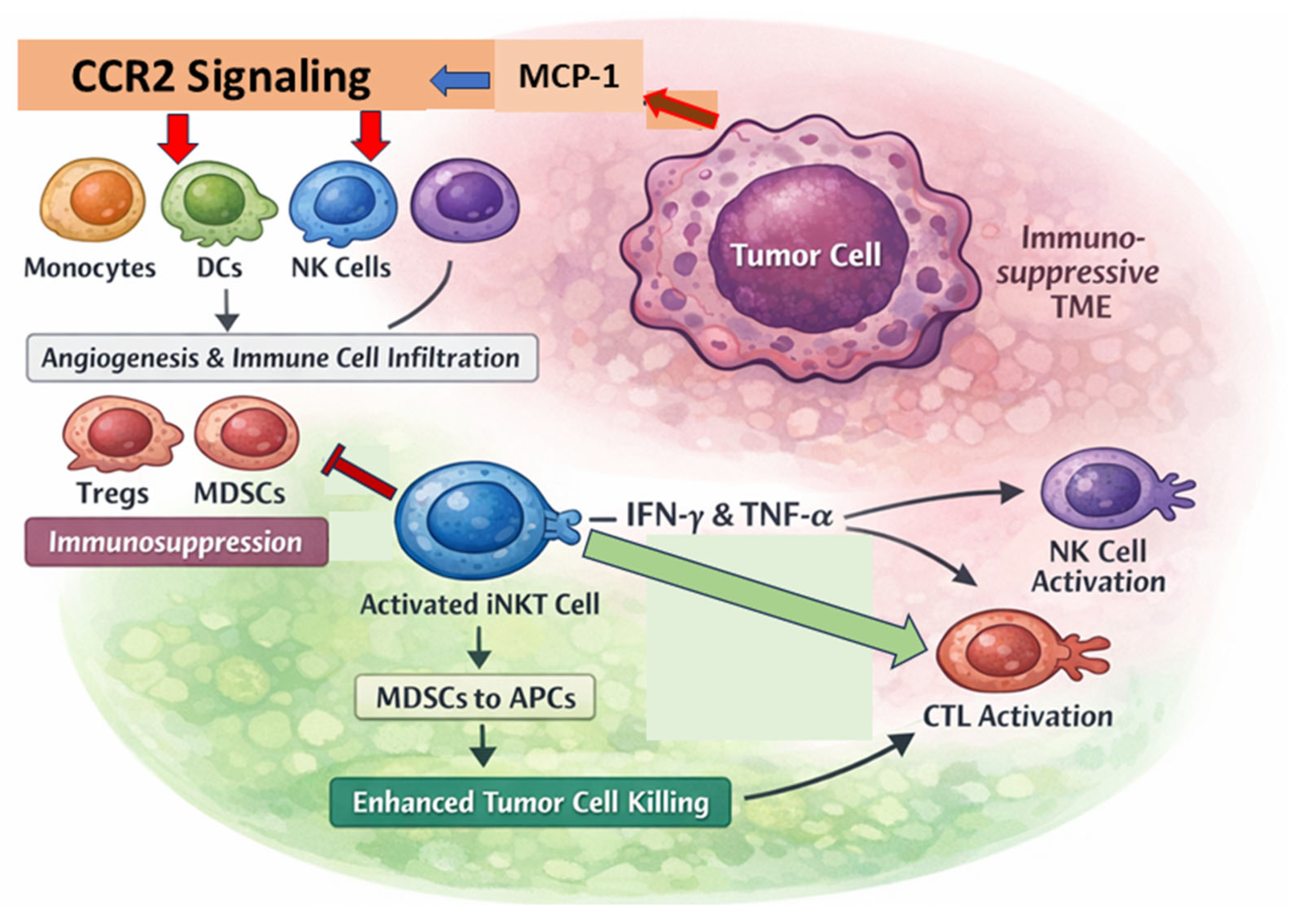 Invariant Natural Killer T Cells in Cancer Immunotherapy: Lipid-Based ...