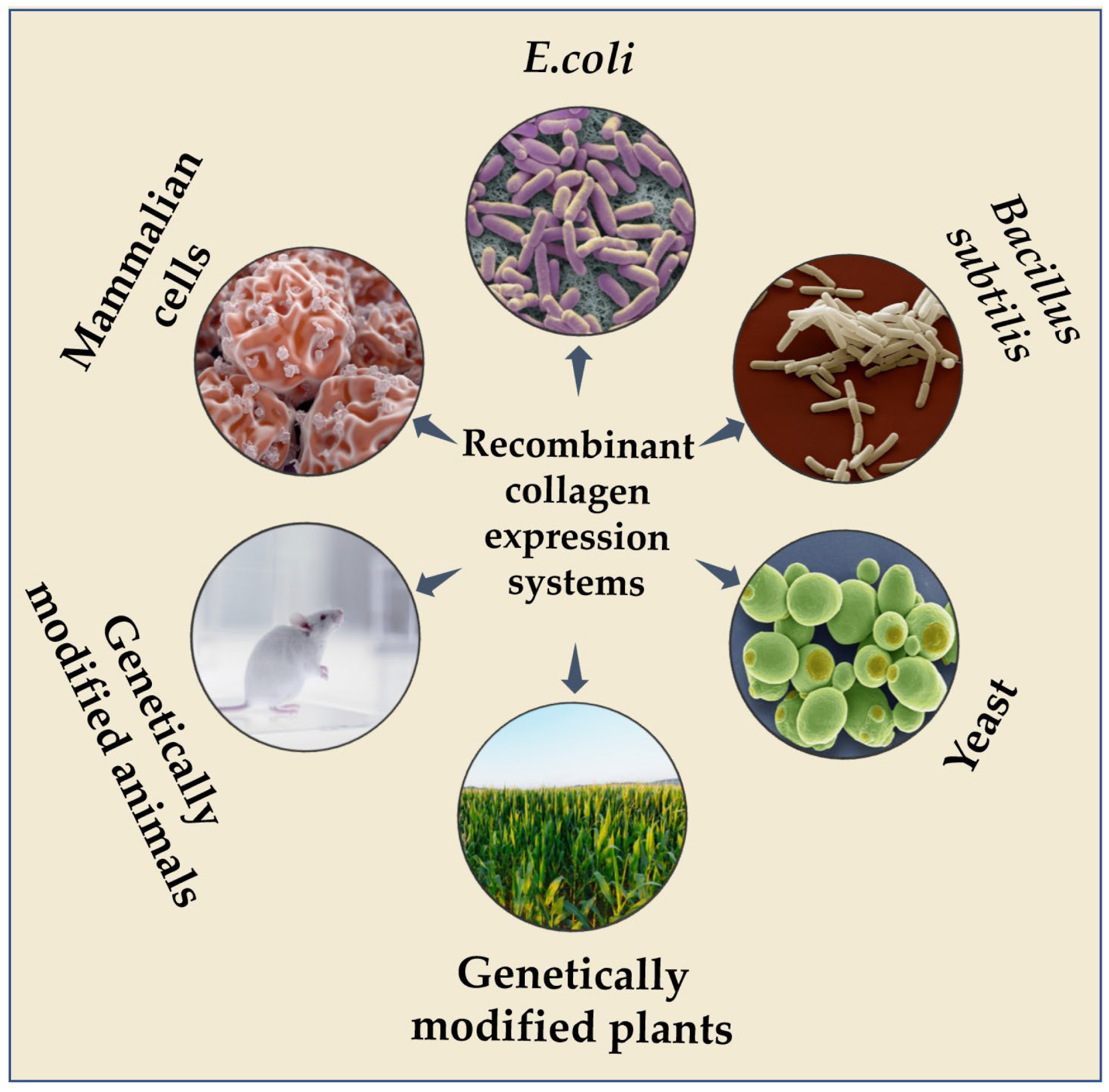 Strategies for Optimizing the Yield and Function of Recombinant ...