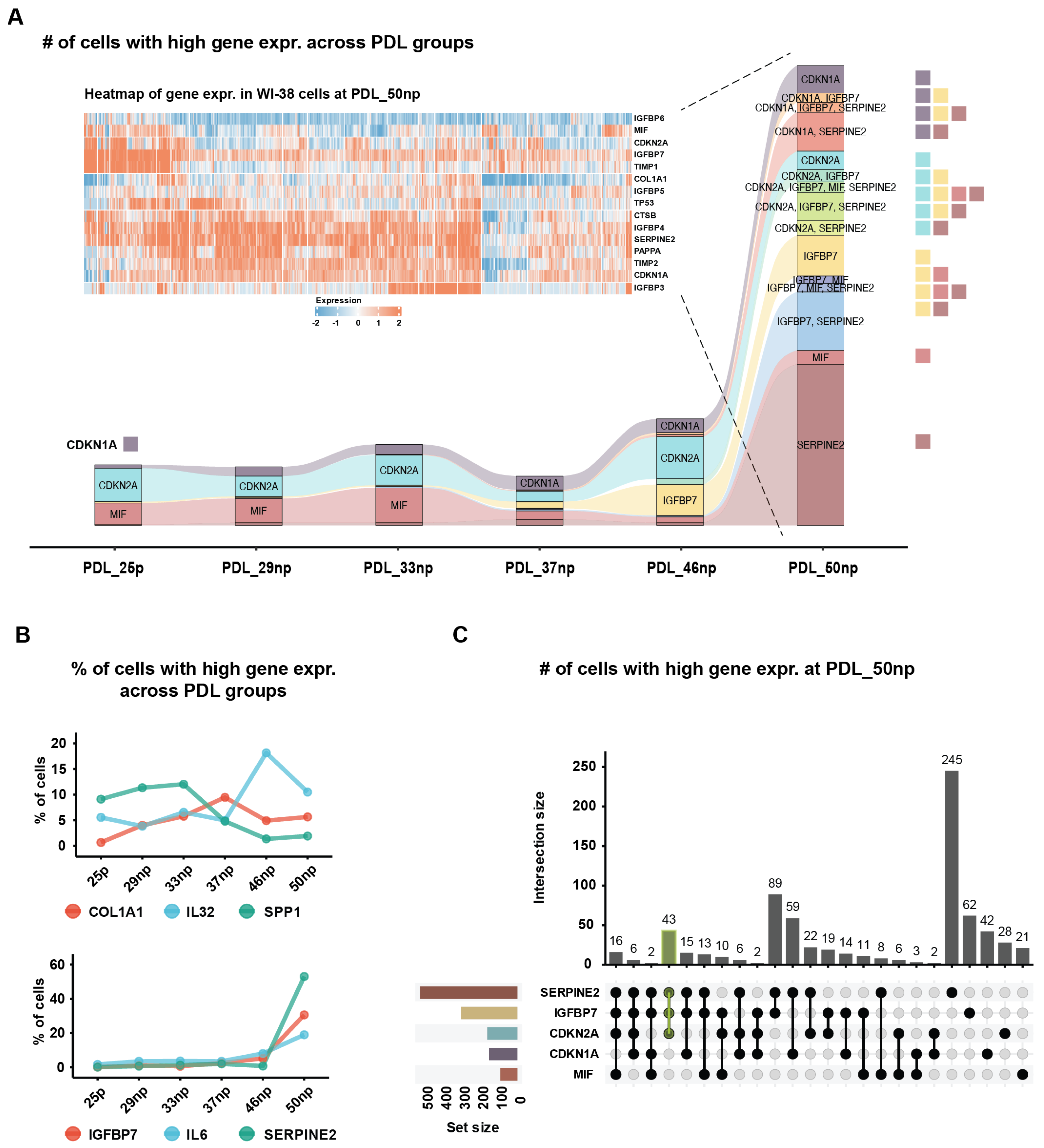 Ensemble of Time-Evolving SASP Gene Sets Identifies IGFBP7 and CDKN1A ...