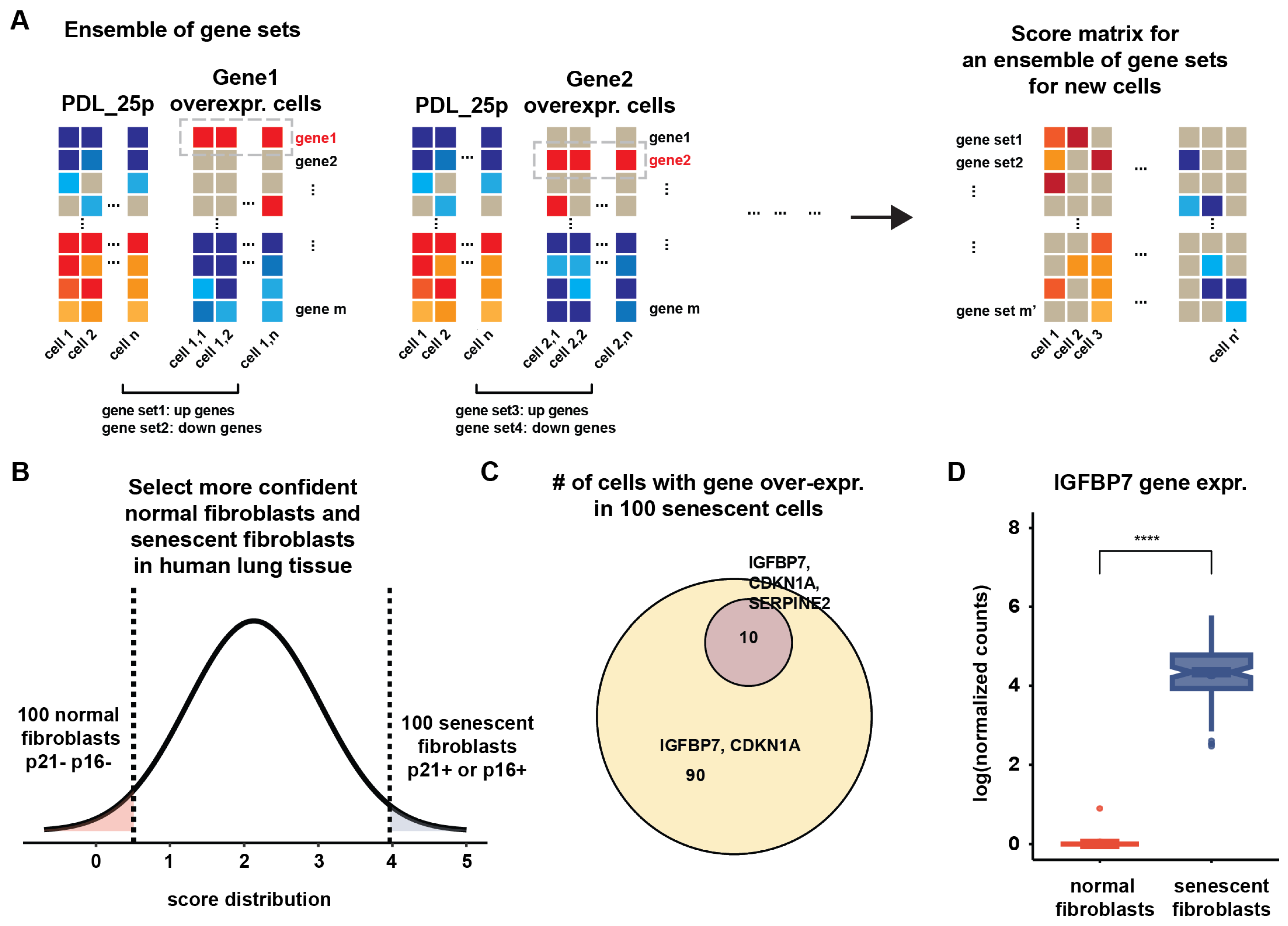 Ensemble of Time-Evolving SASP Gene Sets Identifies IGFBP7 and CDKN1A ...