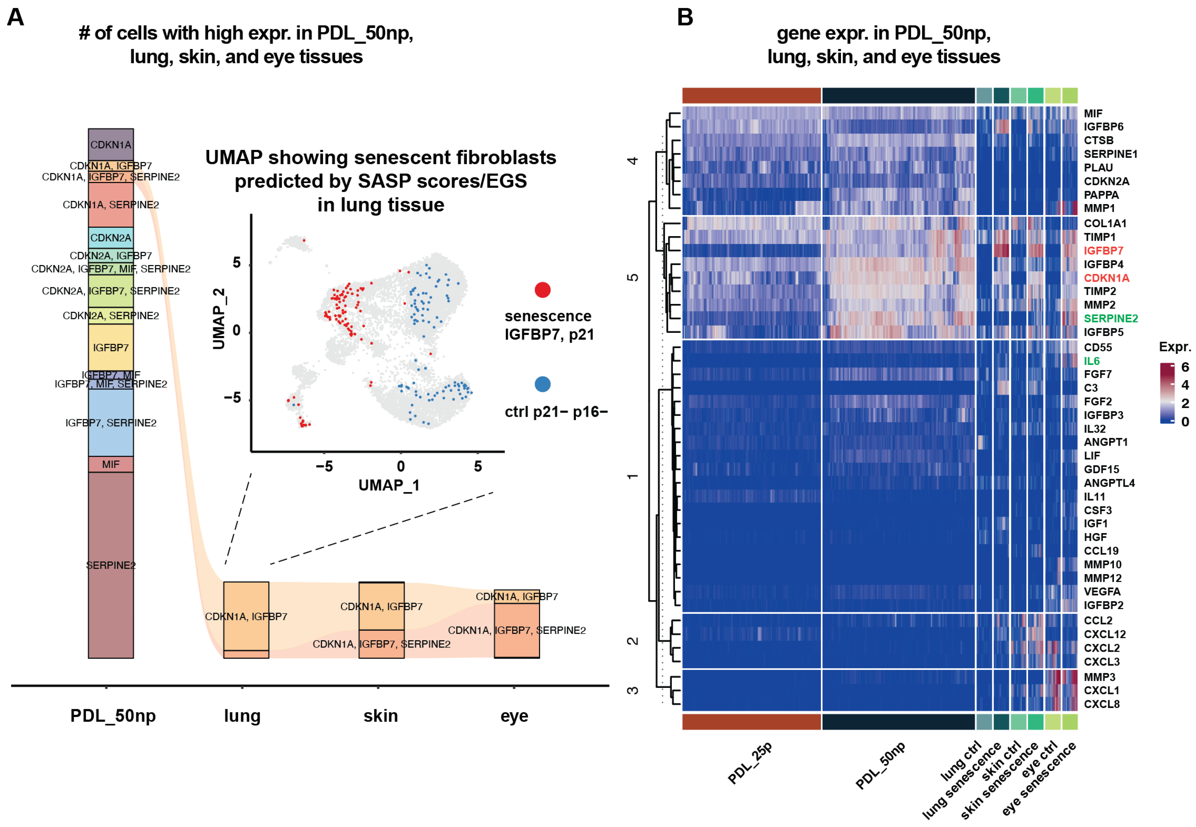 Ensemble of Time-Evolving SASP Gene Sets Identifies IGFBP7 and CDKN1A ...