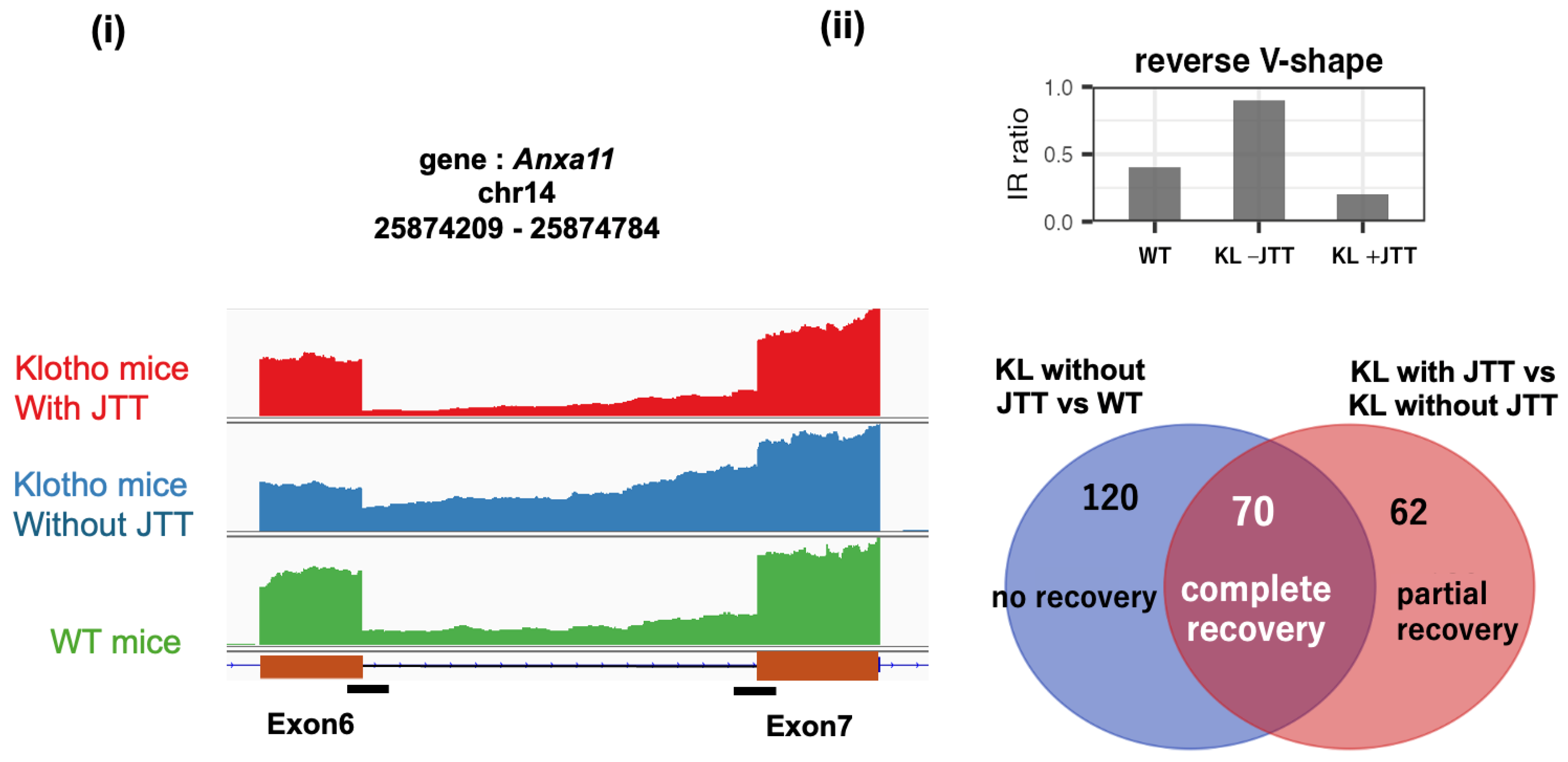 The IR-Homeostat Hypothesis: Intron Retention as an Evolutionarily ...