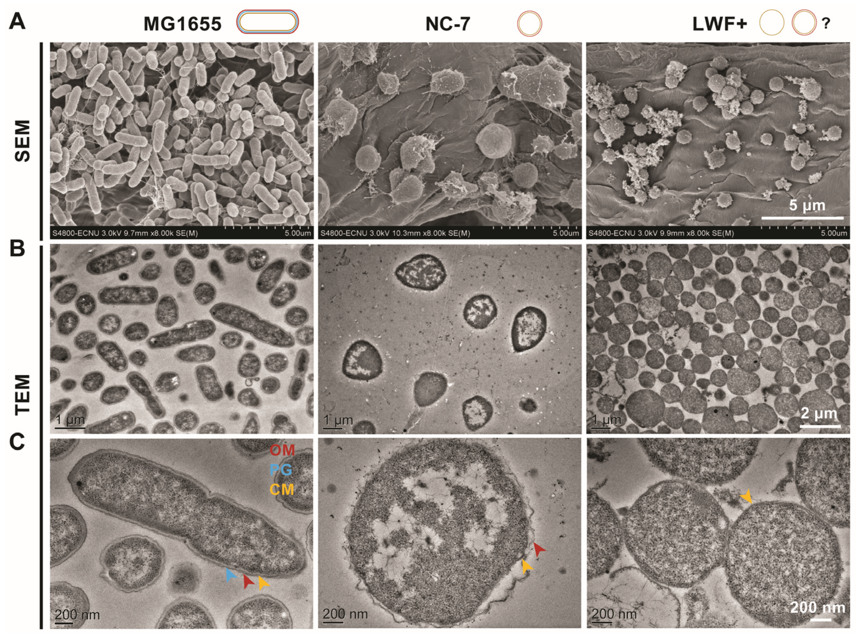 Revealing Cell Envelope Heterogeneity in Two Stable Escherichia coli L ...