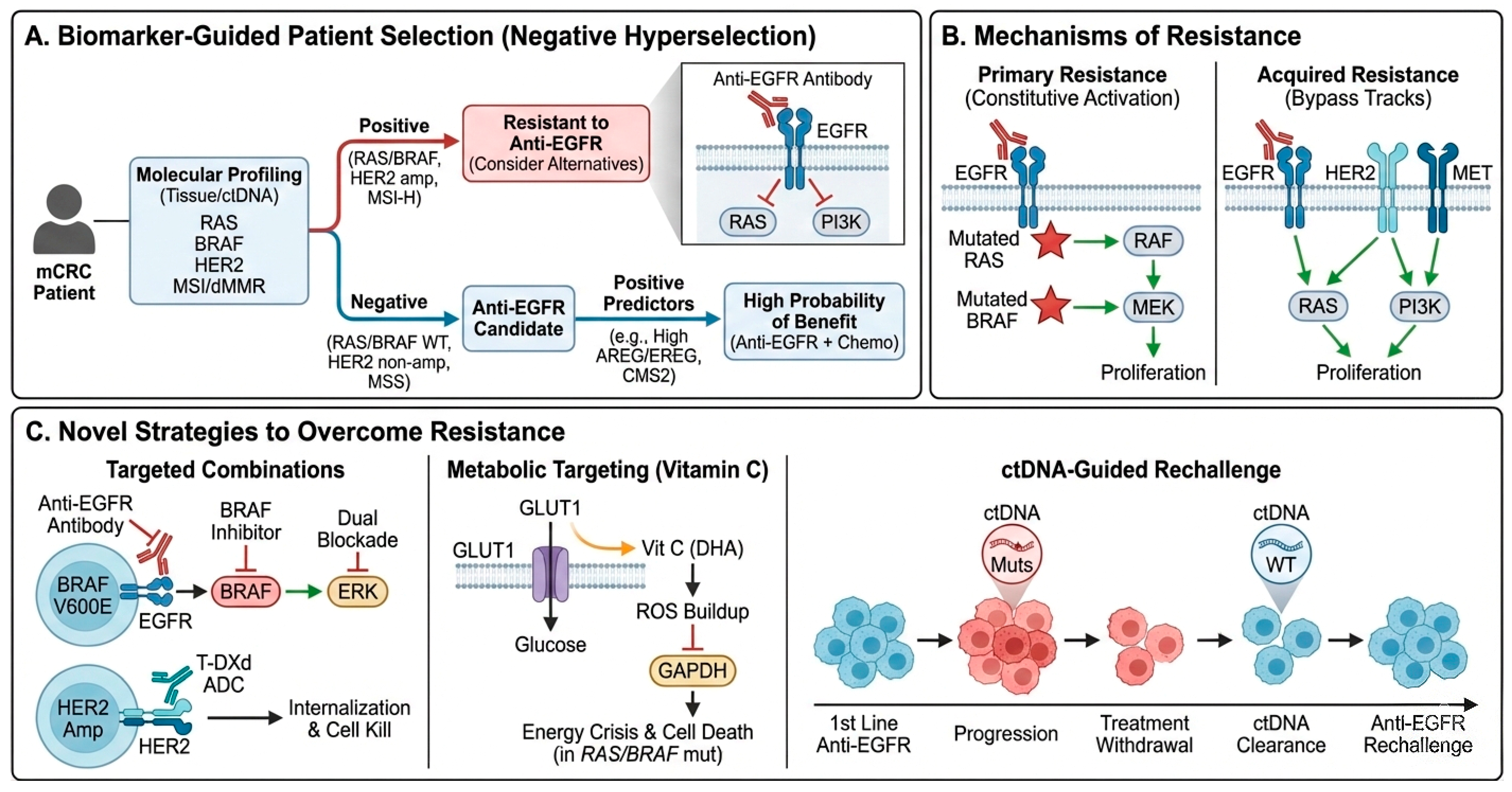 EGFR Signaling in Colorectal Cancer: Novel Therapeutic Strategies ...