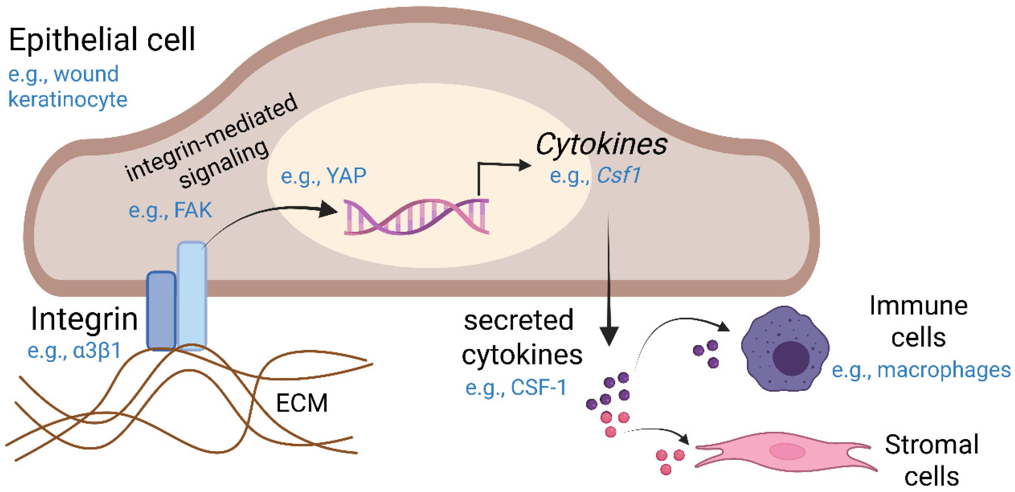 Epithelial Integrins Coordinate Cellular Crosstalk Through the ...