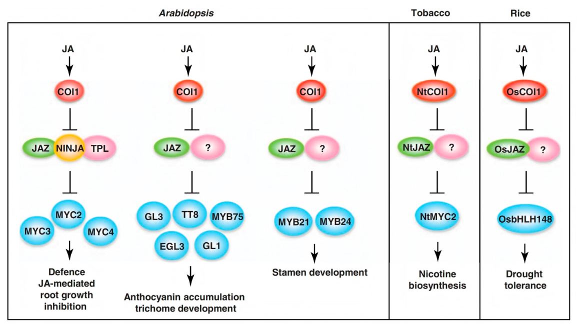 Identification, Bioinformatics, and Expression Analysis of JAZ Gene ...
