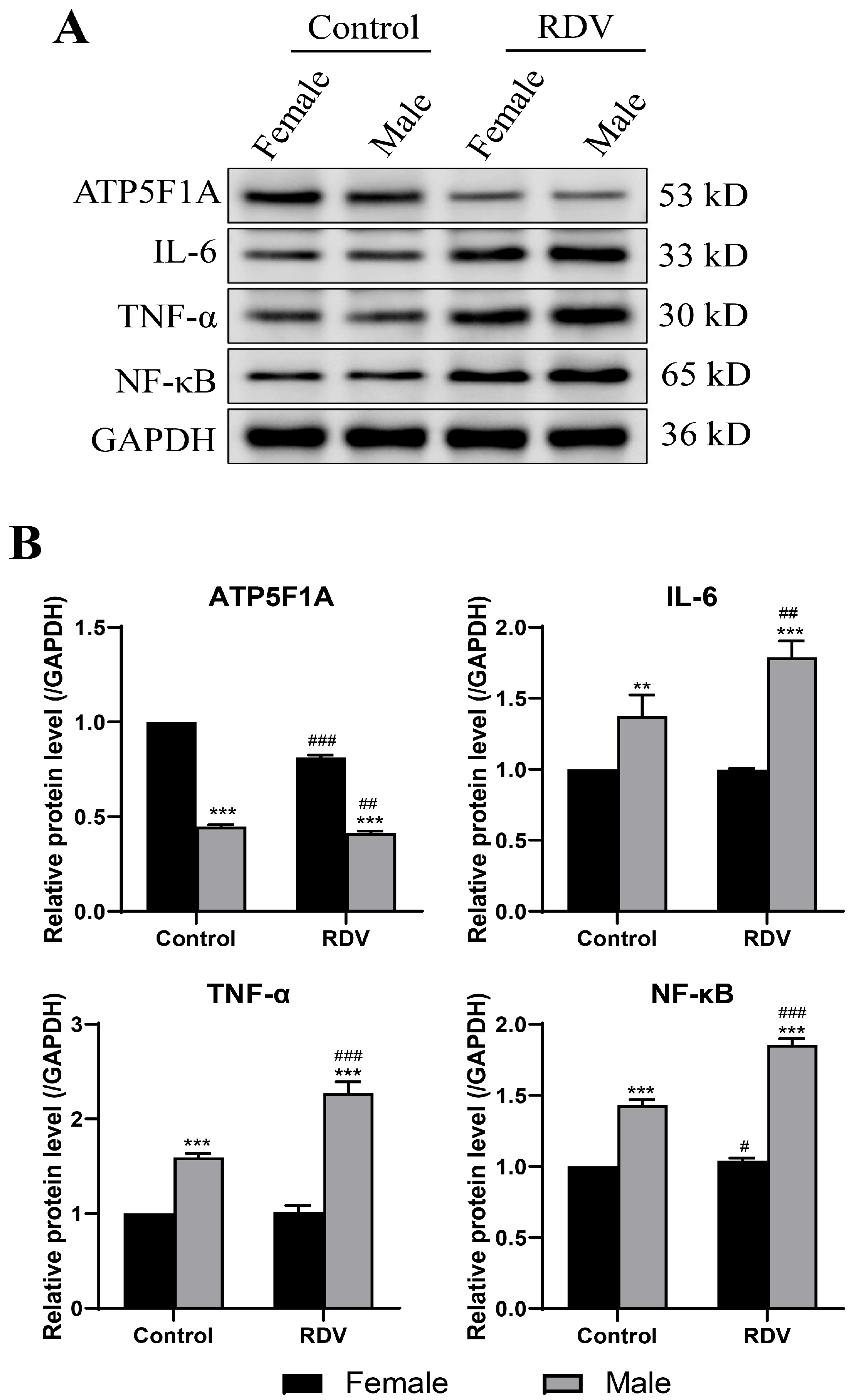 Electrophysiological and Molecular Features of Remdesivir-Induced ...