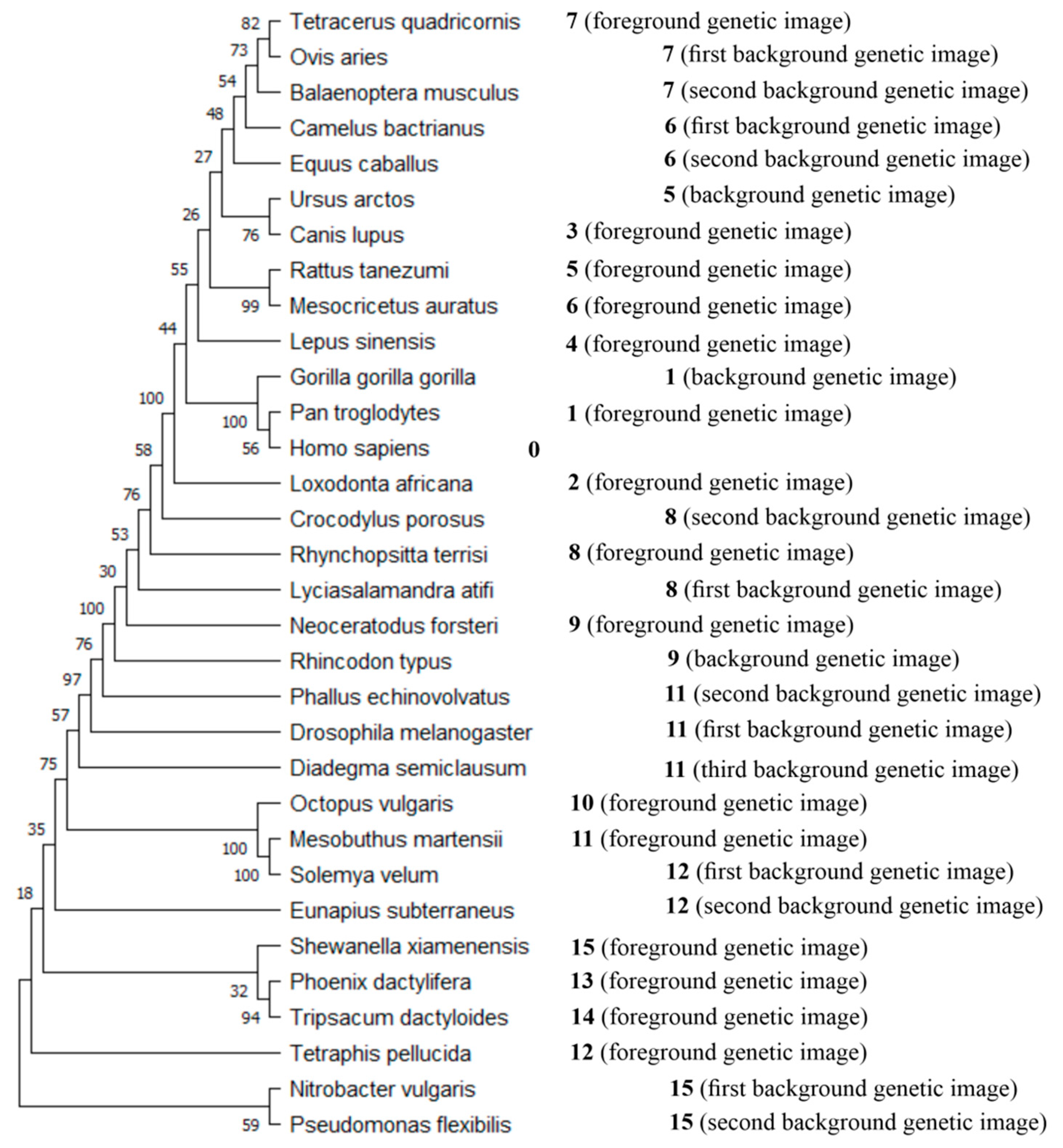 Tracing Genetic Images Formed During Evolution