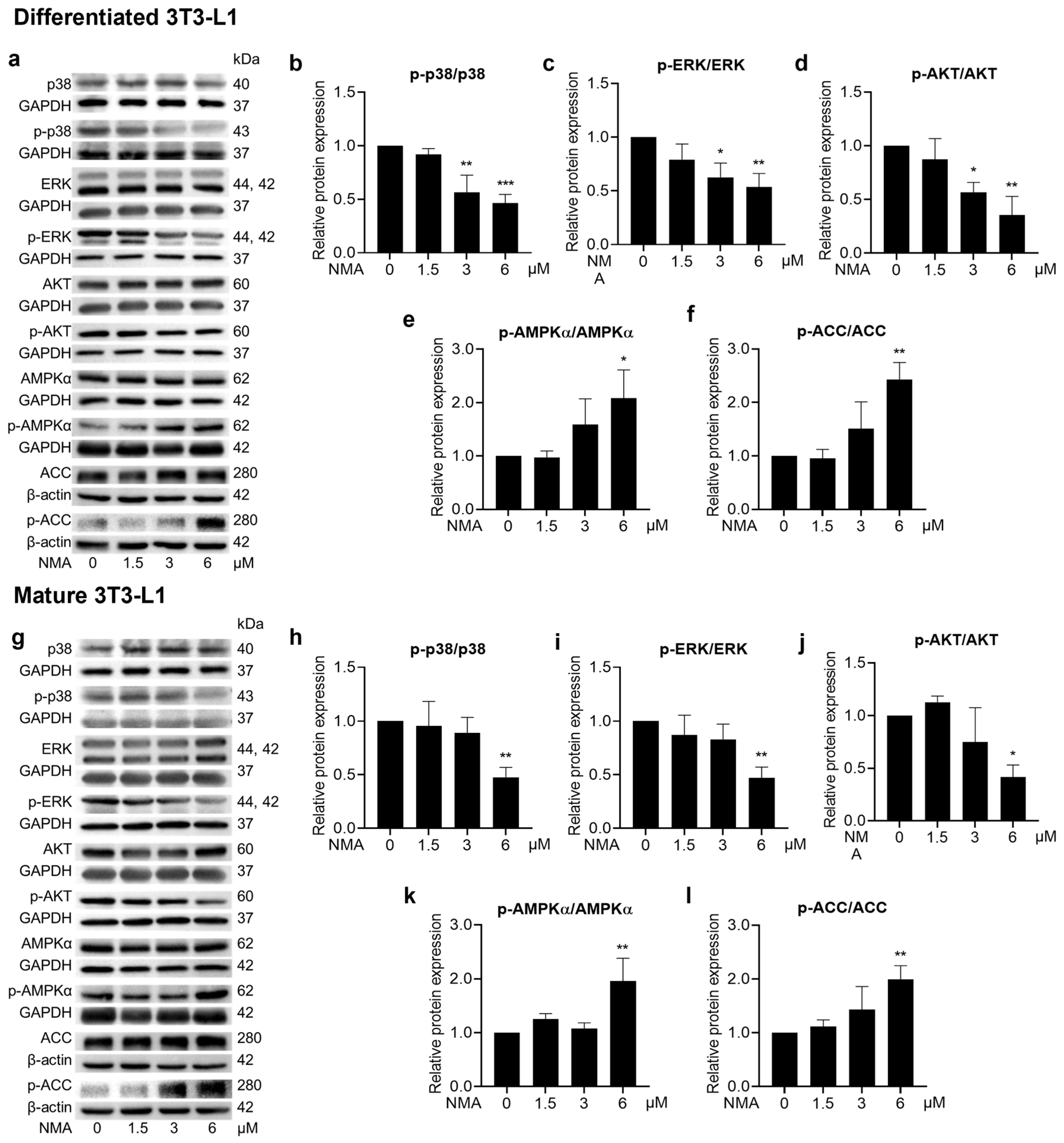 Anti-Adipogenic Effects of N-Methylatalaphylline in 3T3-L1 Cells ...