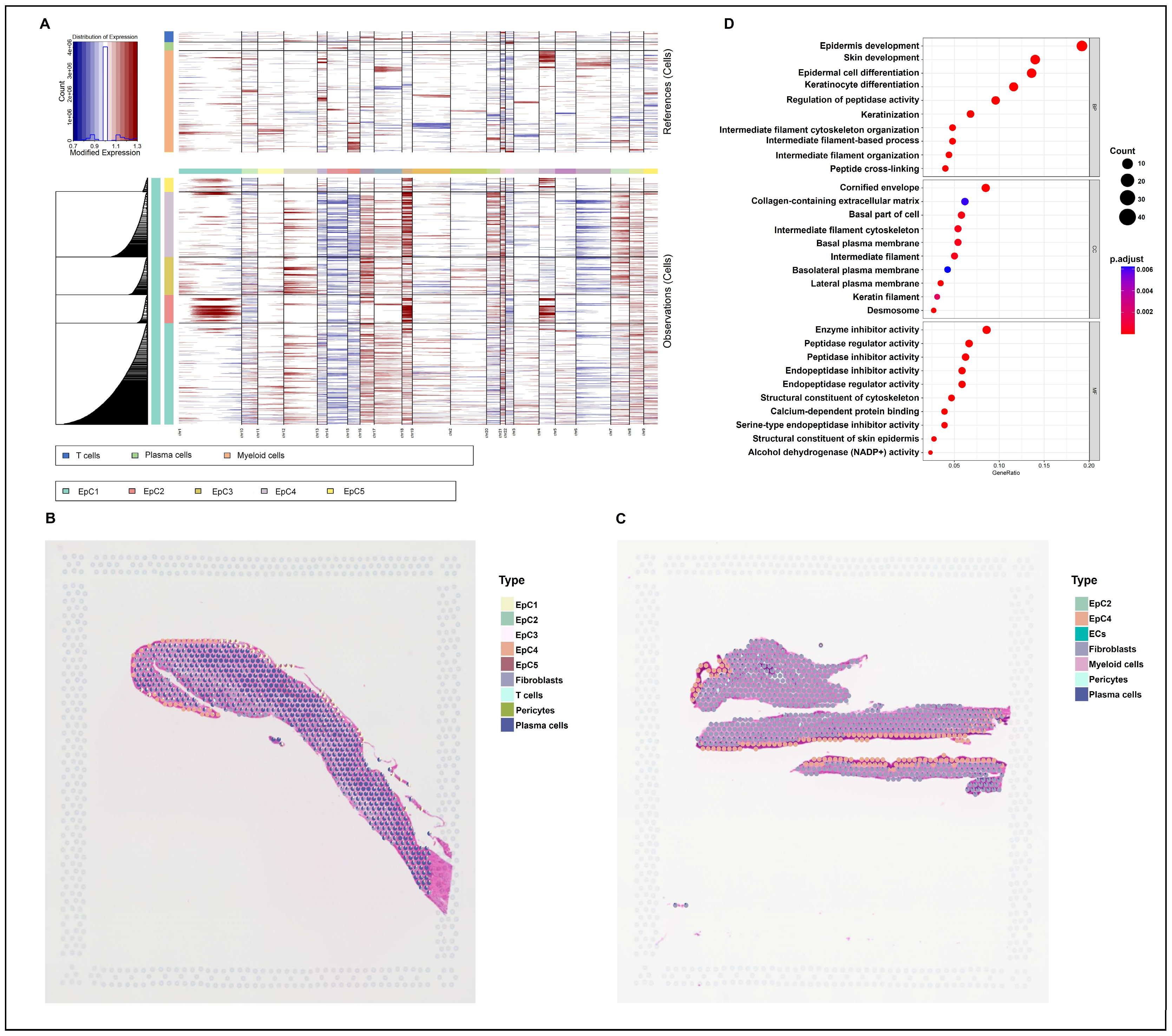Multiomics Reveals IL-17 Drives Epithelial Keratinization and ...