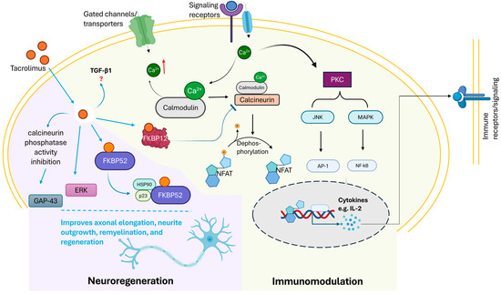 Localized Tacrolimus Delivery for Peripheral Nerve Regeneration ...