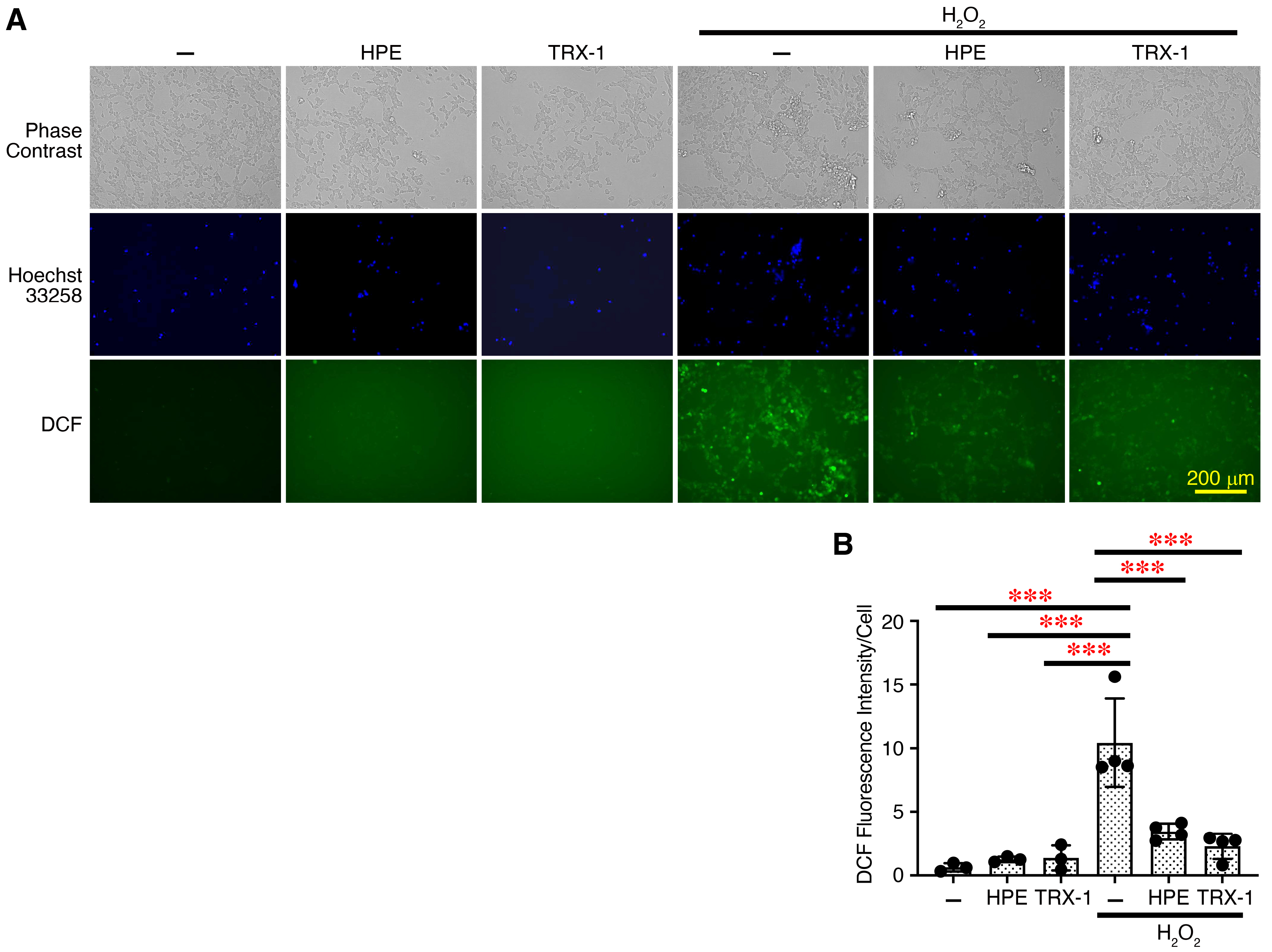 Protective Effects of a New Human Placental Extract Against Hair ...