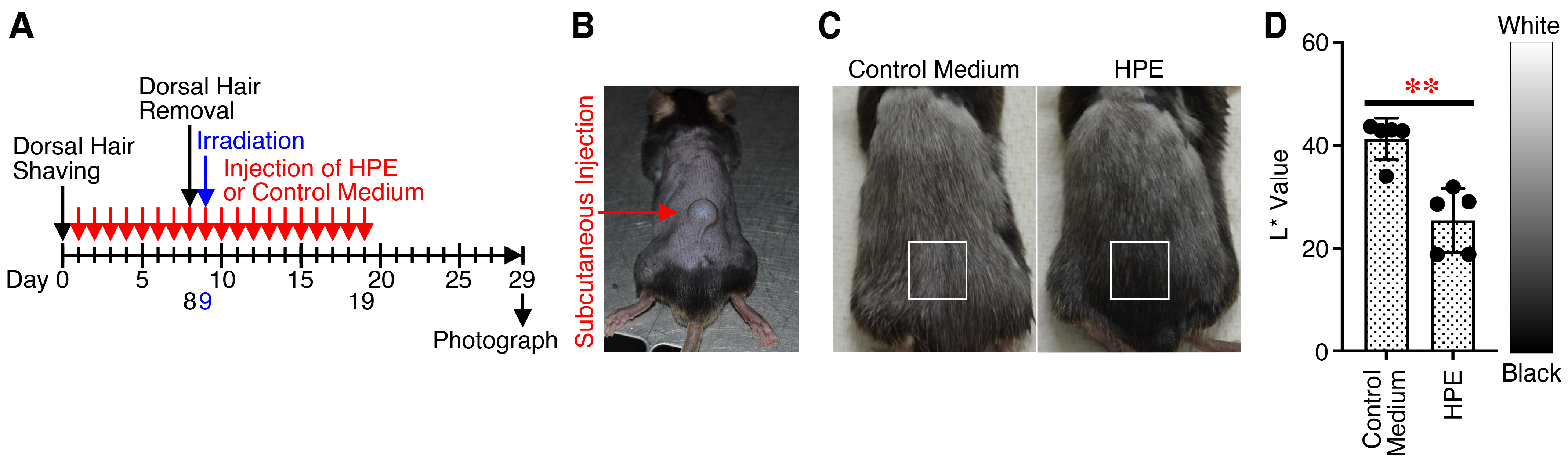 Protective Effects of a New Human Placental Extract Against Hair ...