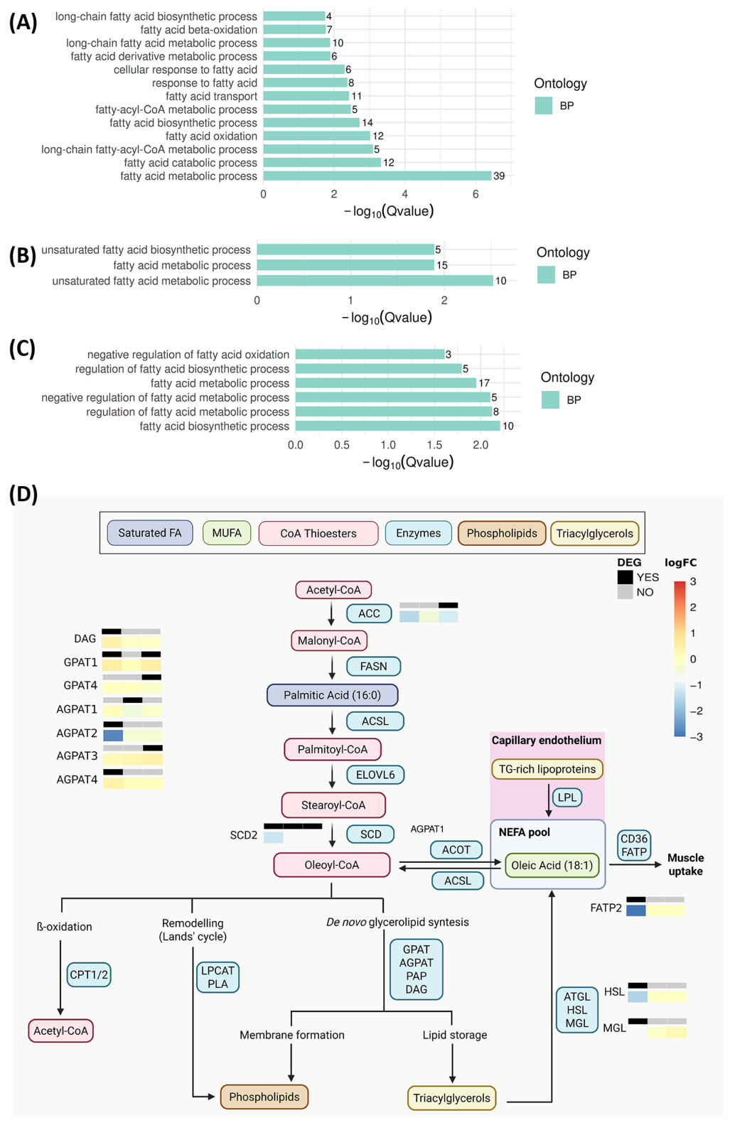 Oleic Acid Levels in HSALR Mouse Model of Myotonic Dystrophy Type 1