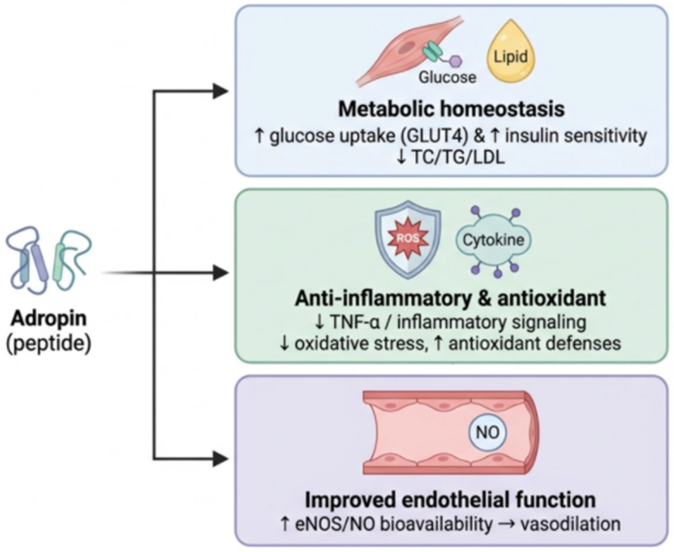 Adropin: A New Regulator of Testicular Function—What Do We Know So Far?
