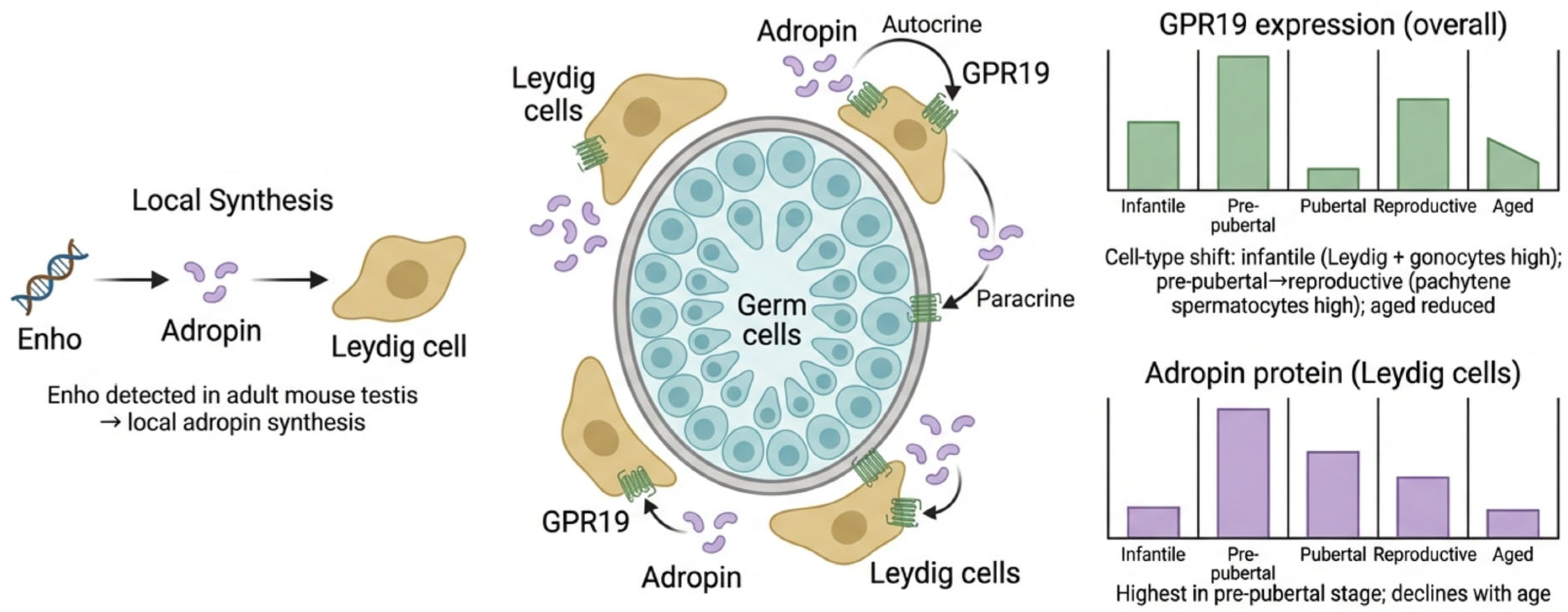 Adropin: A New Regulator of Testicular Function—What Do We Know So Far?