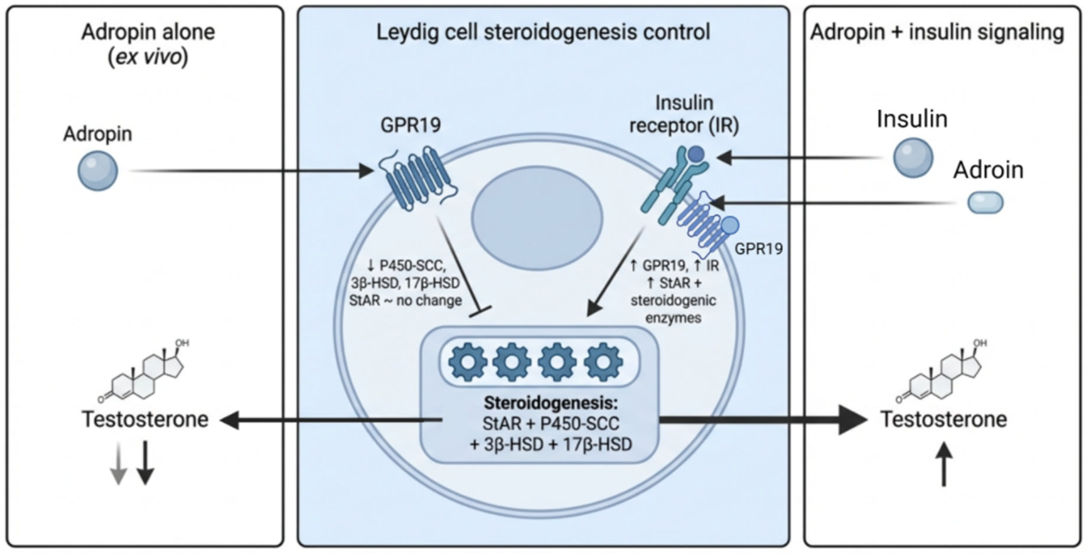 Adropin: A New Regulator of Testicular Function—What Do We Know So Far?