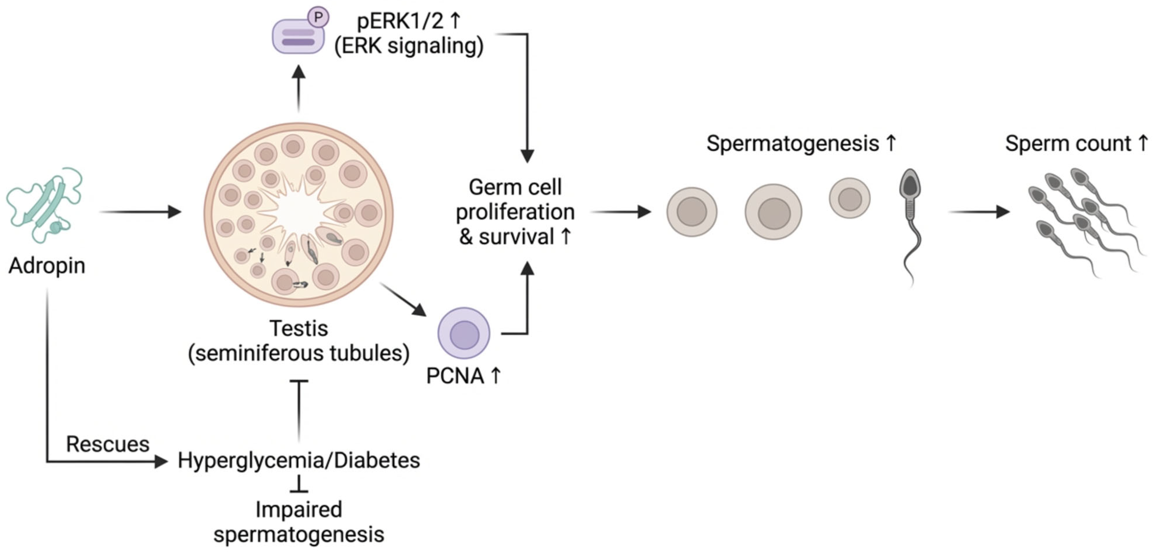 Adropin: A New Regulator of Testicular Function—What Do We Know So Far?