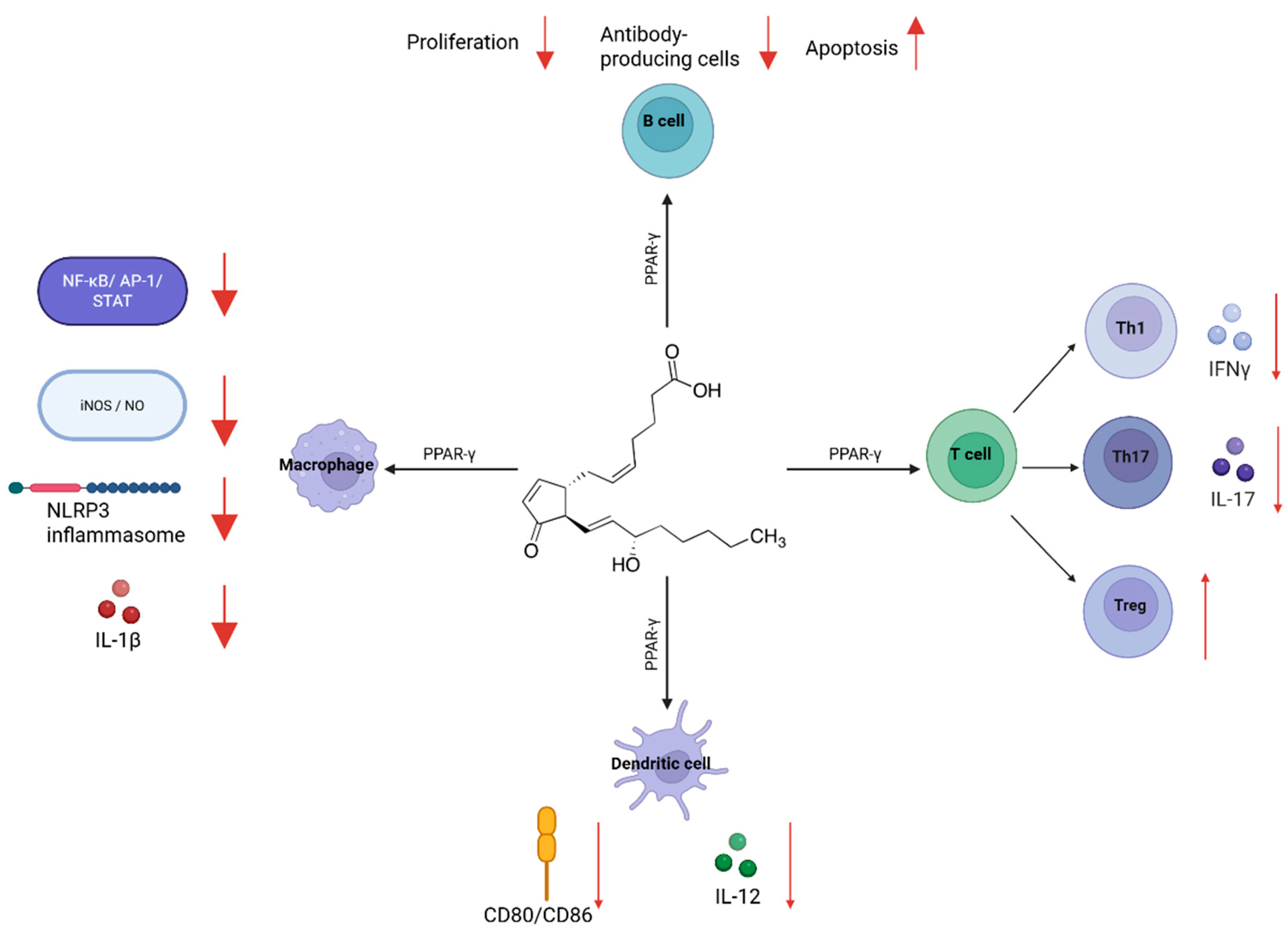 Potential Roles of Prostaglandins PGD2, PGJ2, and PGE2 in the ...