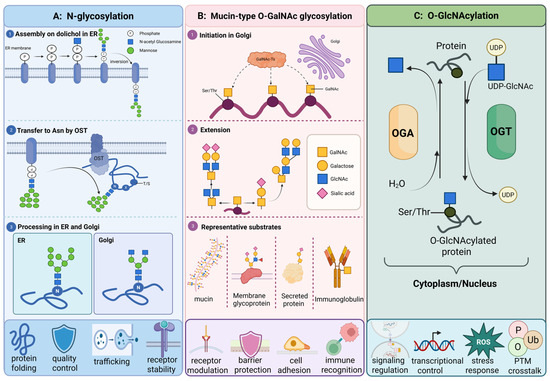 Distinct O-Linked Glycosylation Systems in Signaling and Immune Regulation