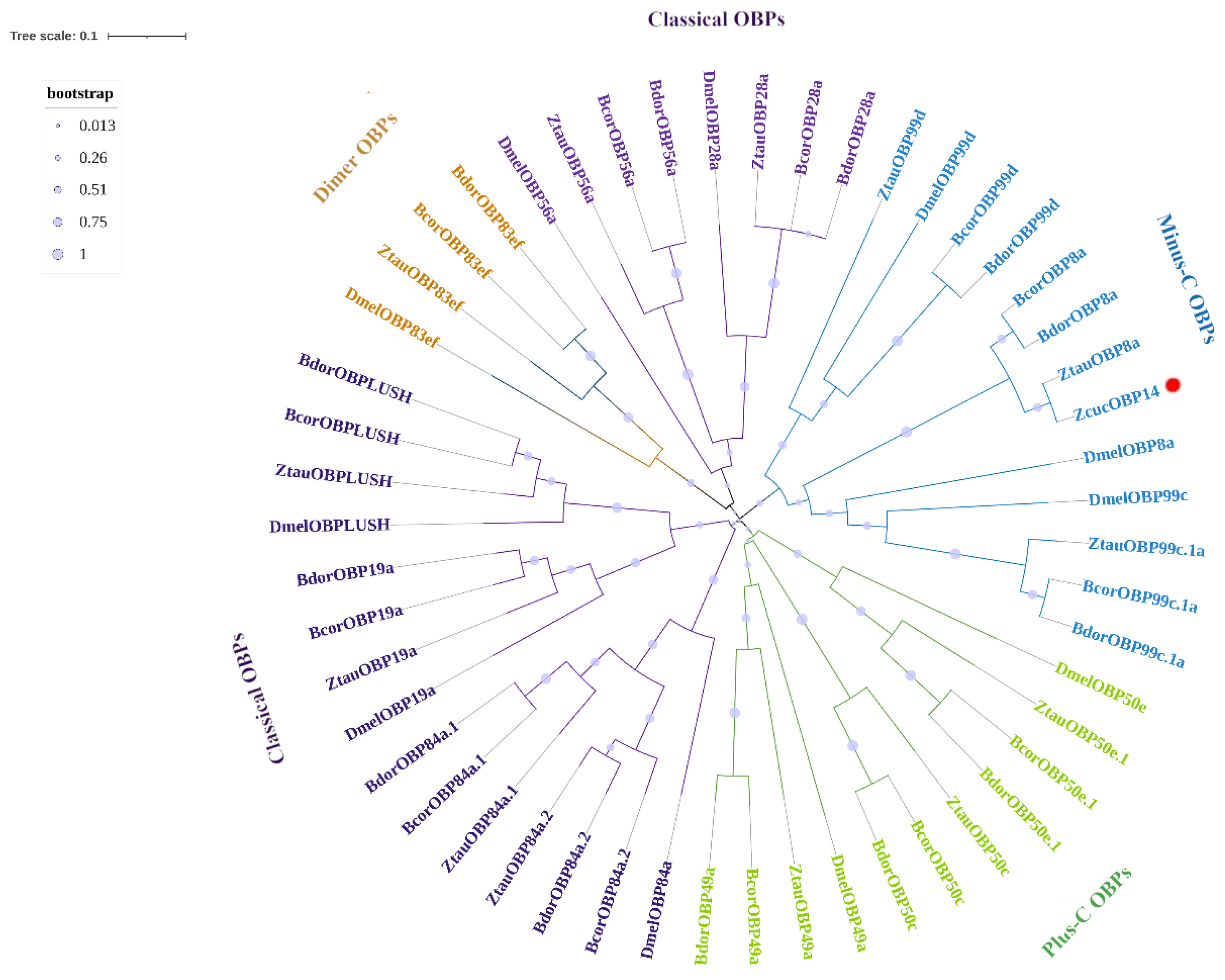 Function and Mechanism of ZcucOBP14 in Regulating Olfactory Recognition ...