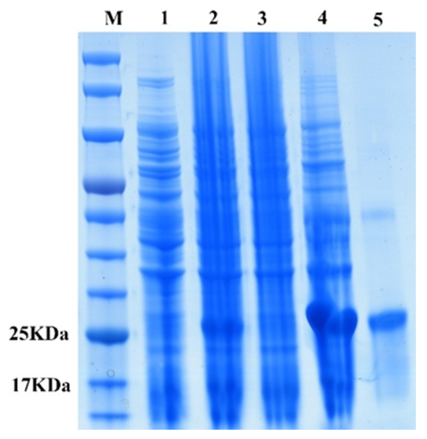 Function and Mechanism of ZcucOBP14 in Regulating Olfactory Recognition ...