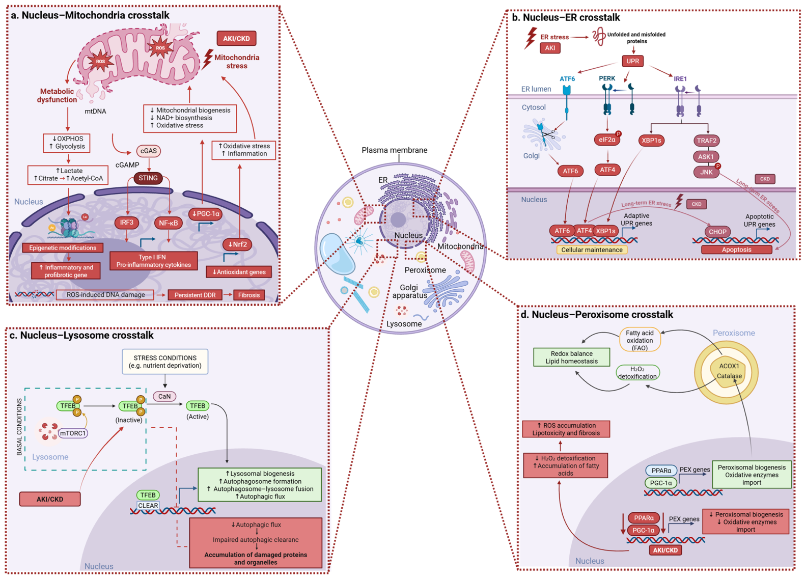 Organelle Crosstalk in Renal Cells: Insights from Cell Biology and ...